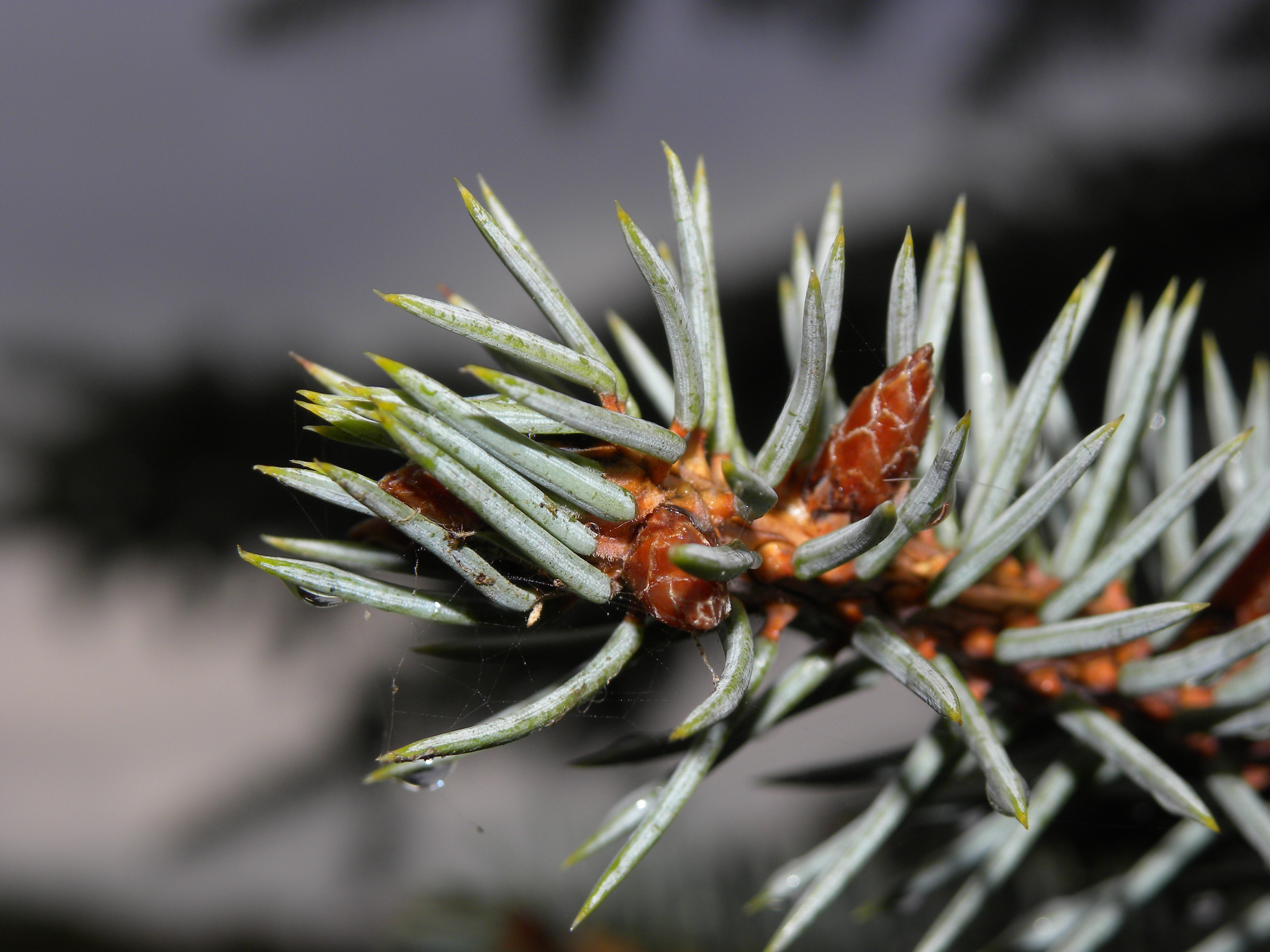 Pine Macro Nature free image download