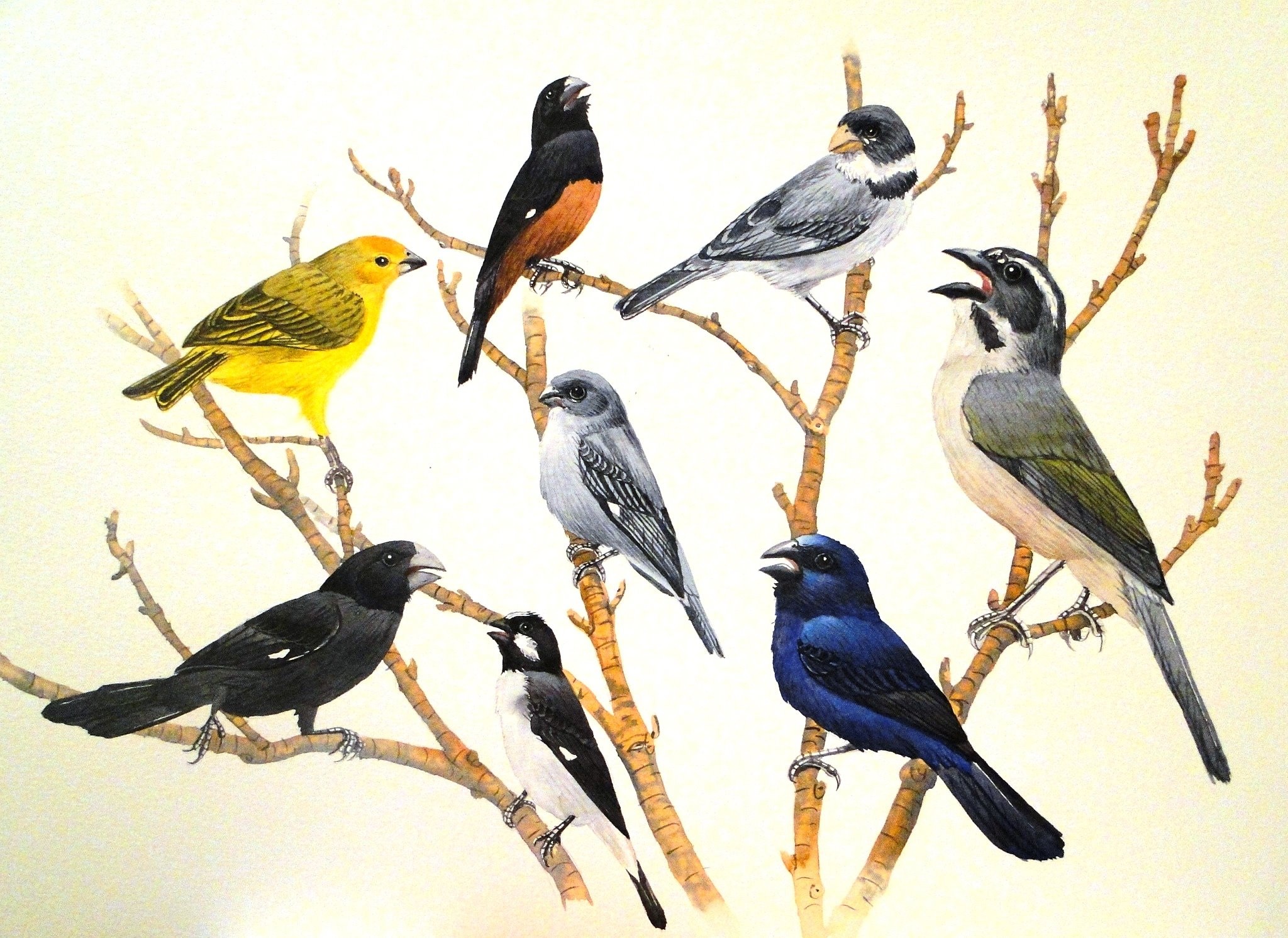 Birds nature brazil free image download