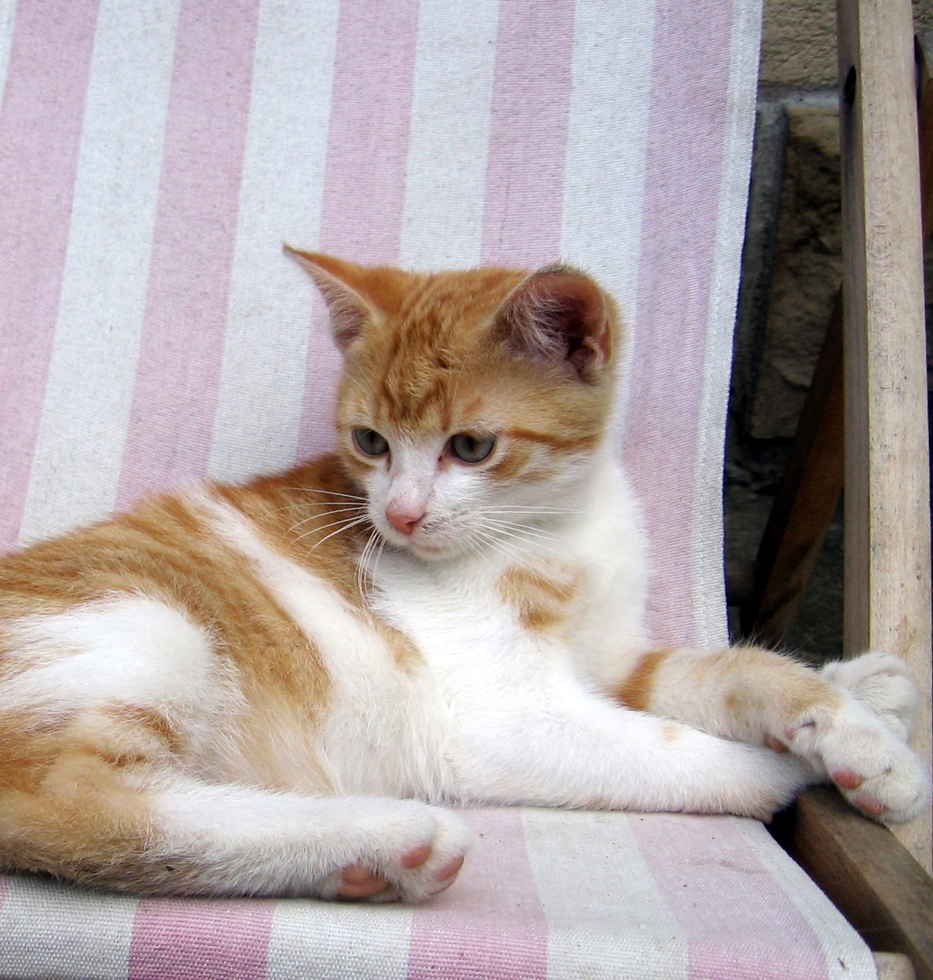 Kitten Cat Tomcat free image download