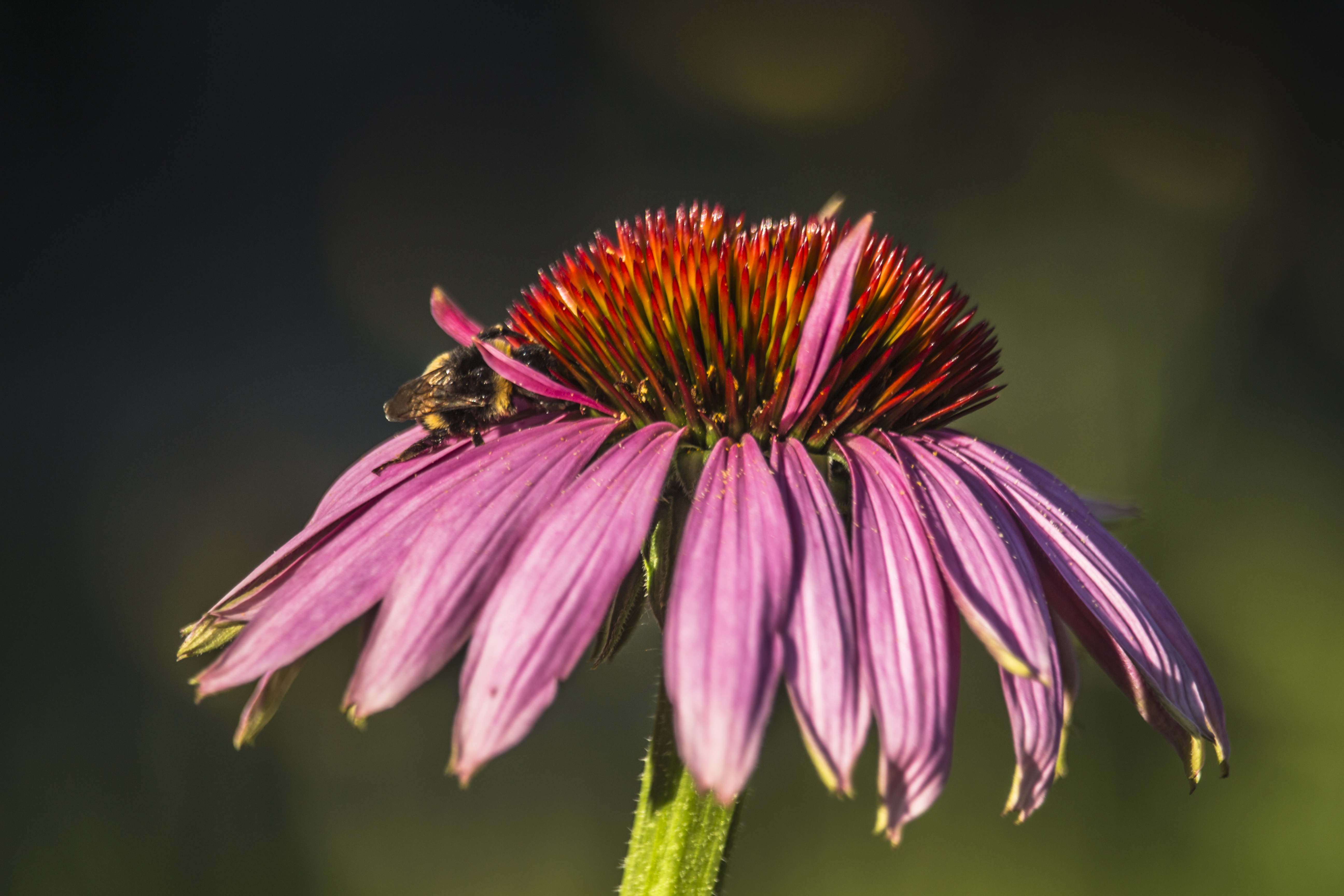 Bee Flower Violet free image download
