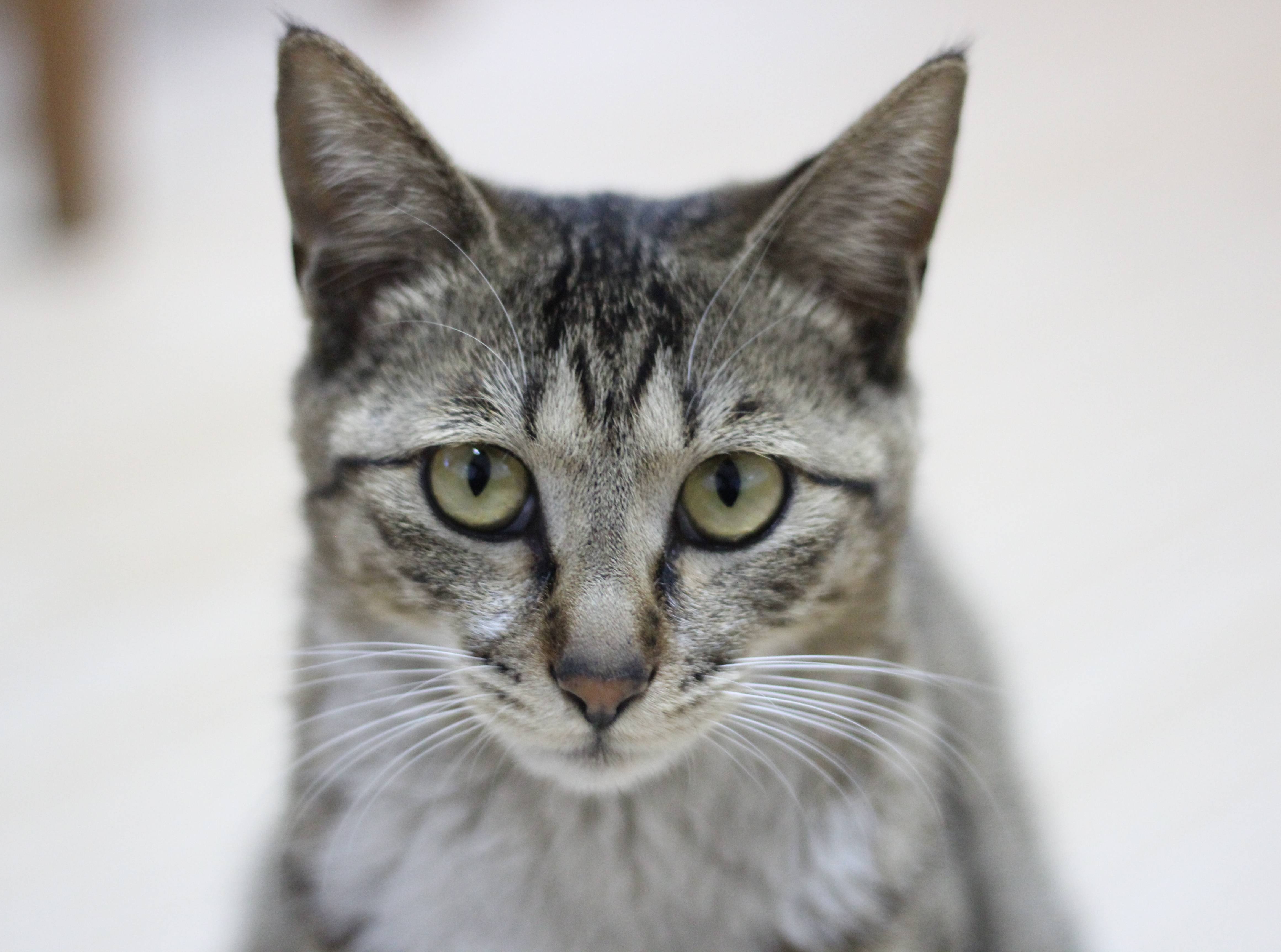 Cat Raccoon Animal free image download