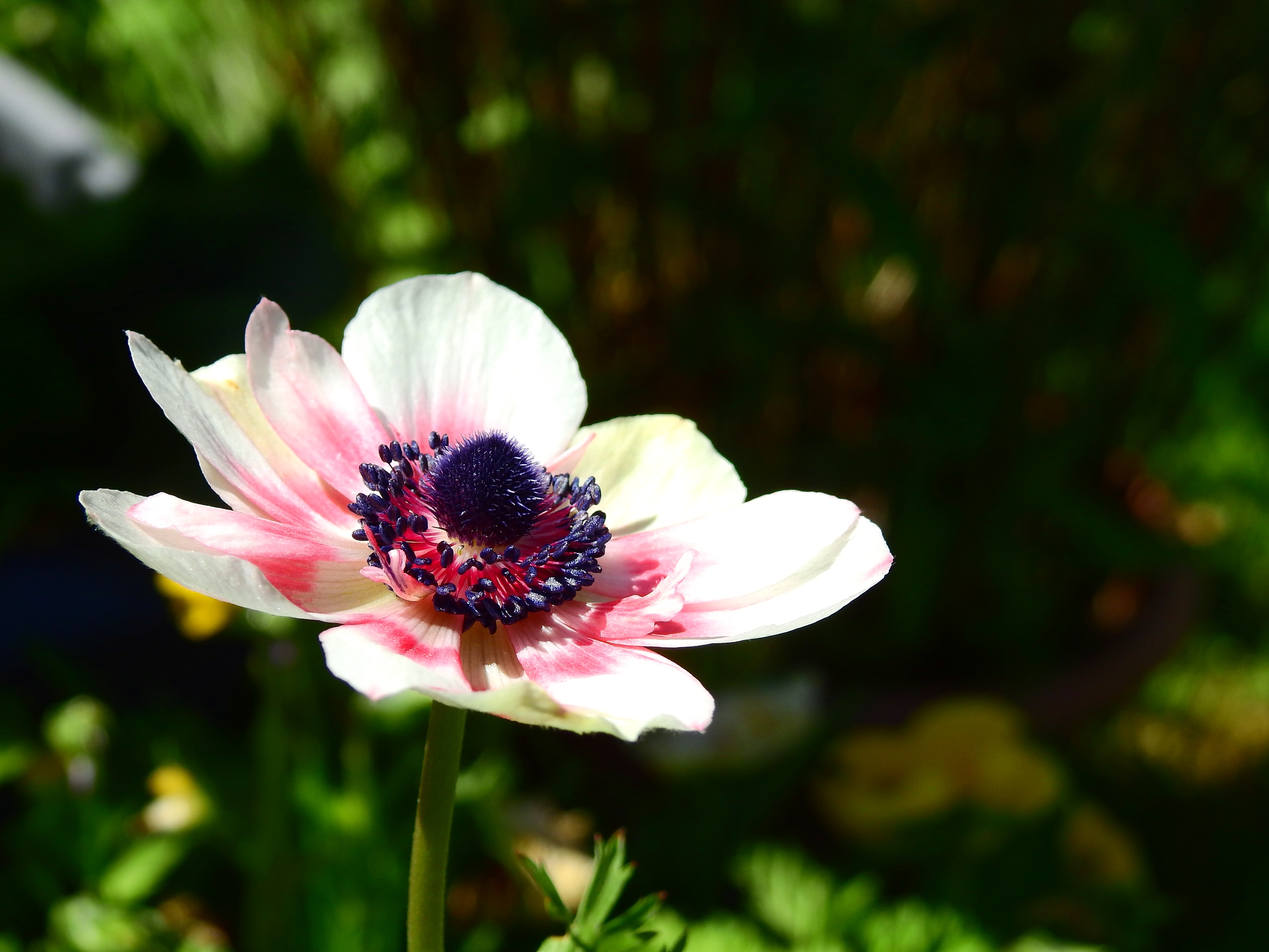Flower Blossom Bloom free image download