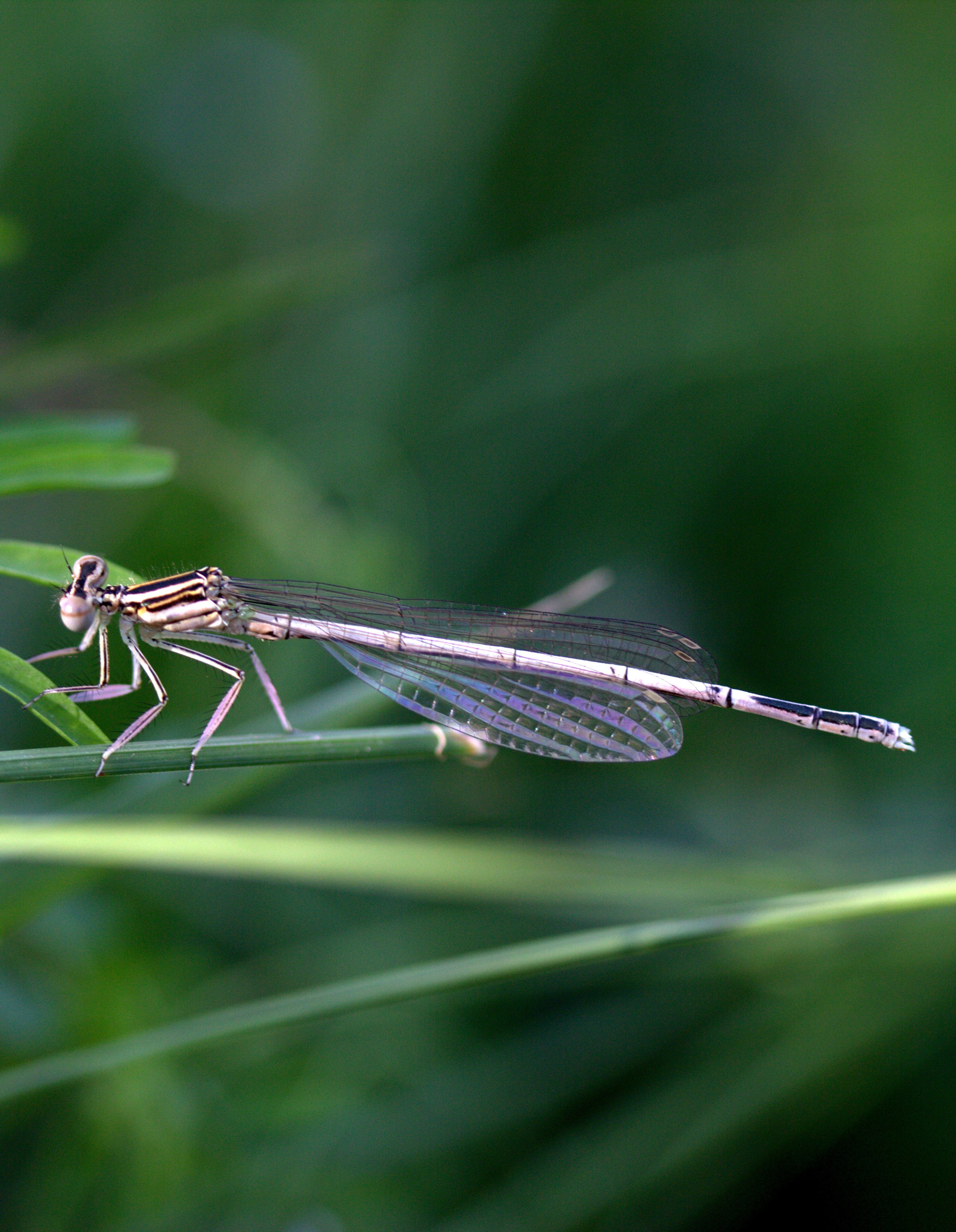 Dragonfly Insecta Wings free image download