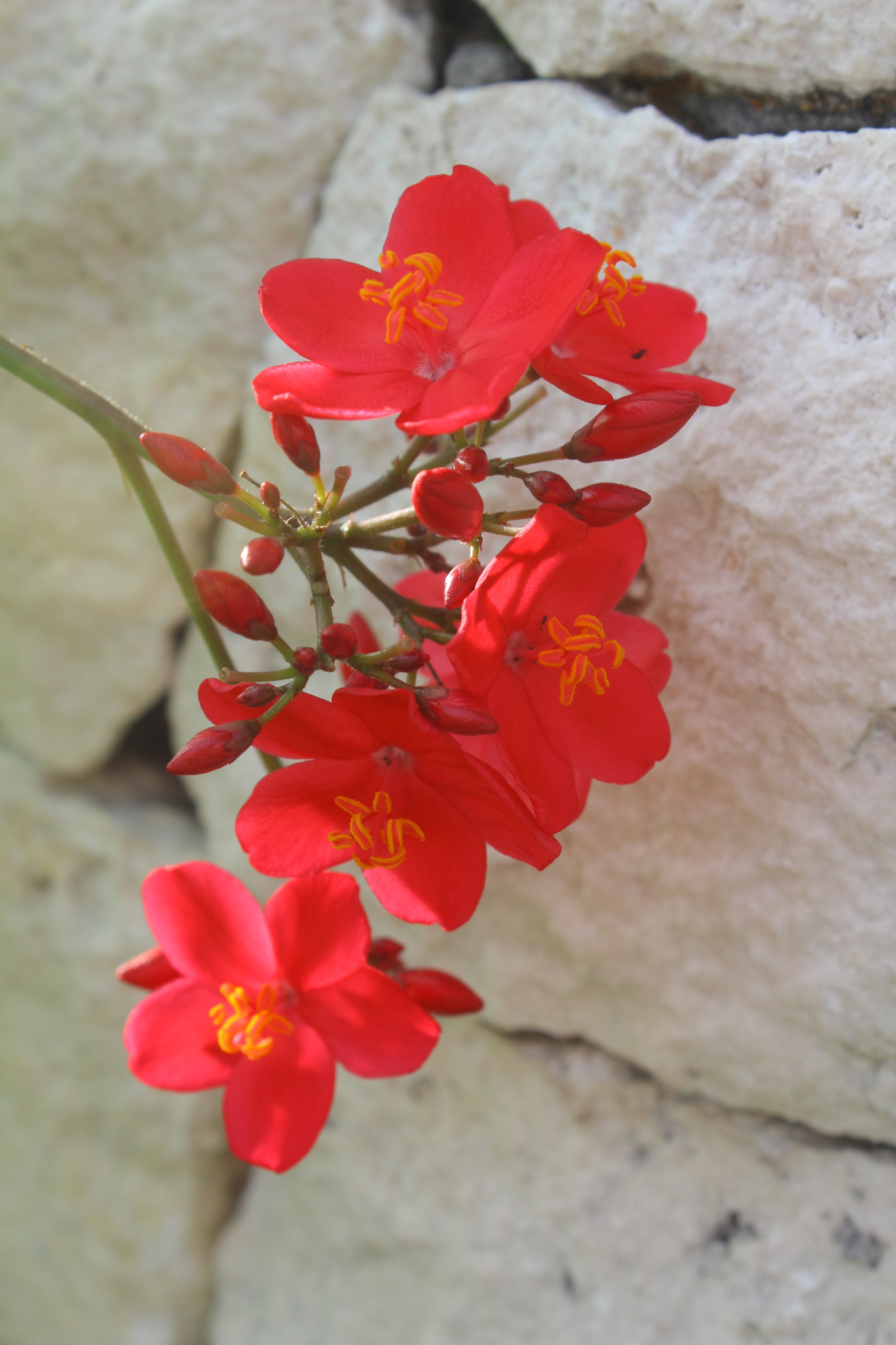 Blossoming fragrant flower bud free image download