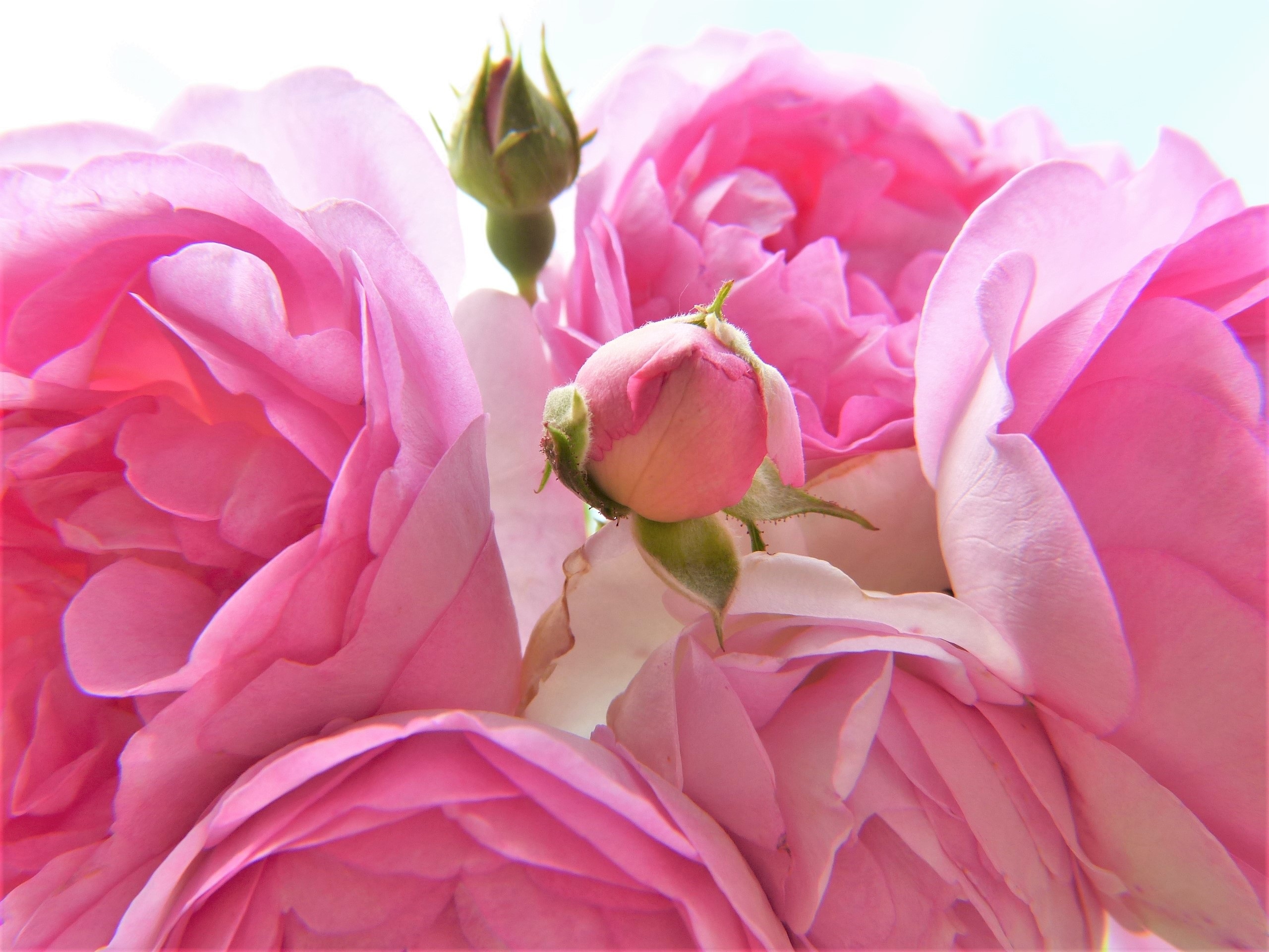 Pink Light Rose free image download