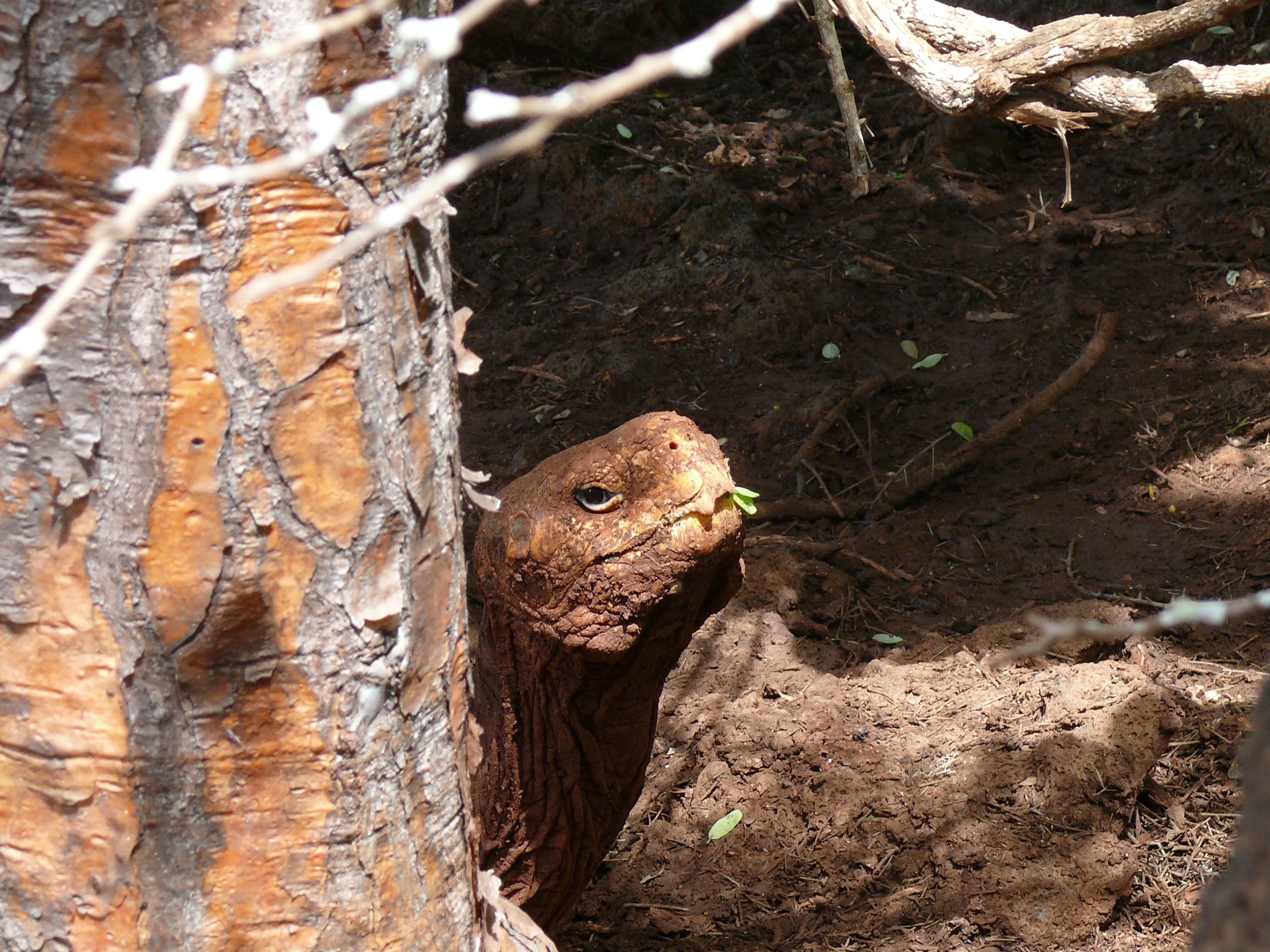 Earth Day Tortoise Galapagos free image download