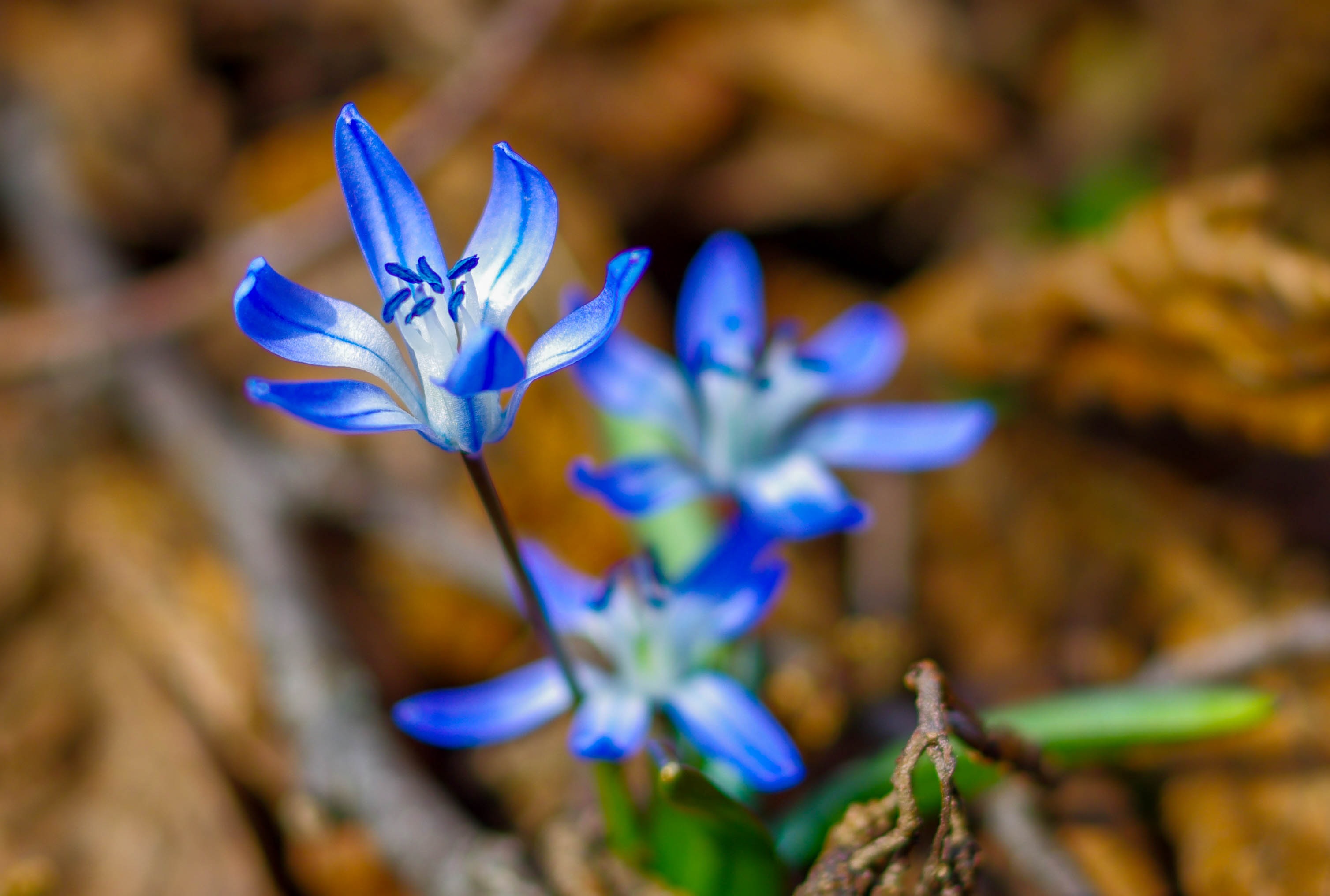 Flower Spring Blue free image download