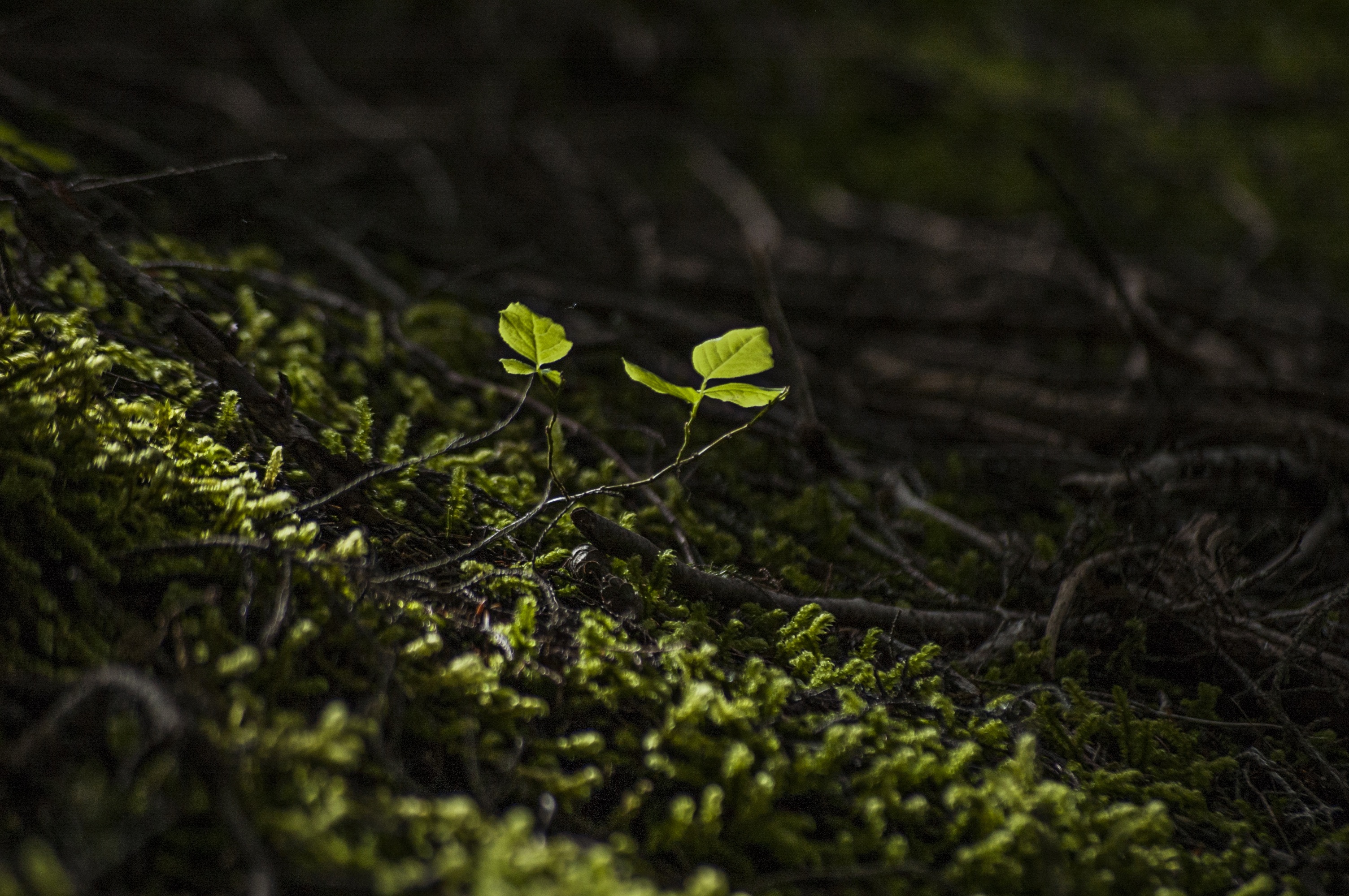 Forest New Leaf free image download