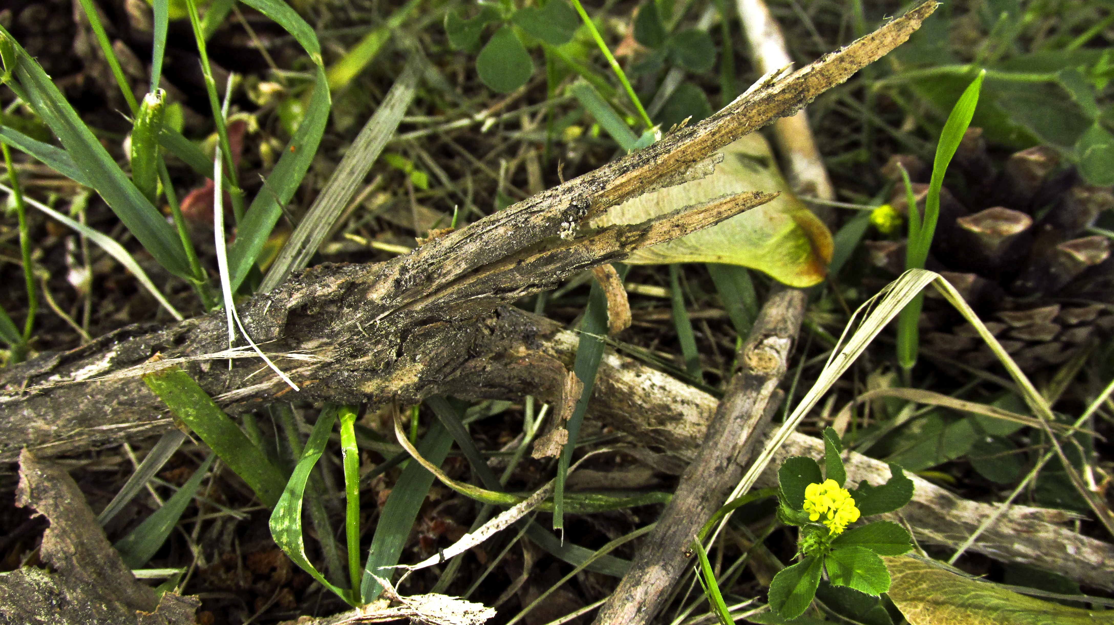 Stick Nature free image download