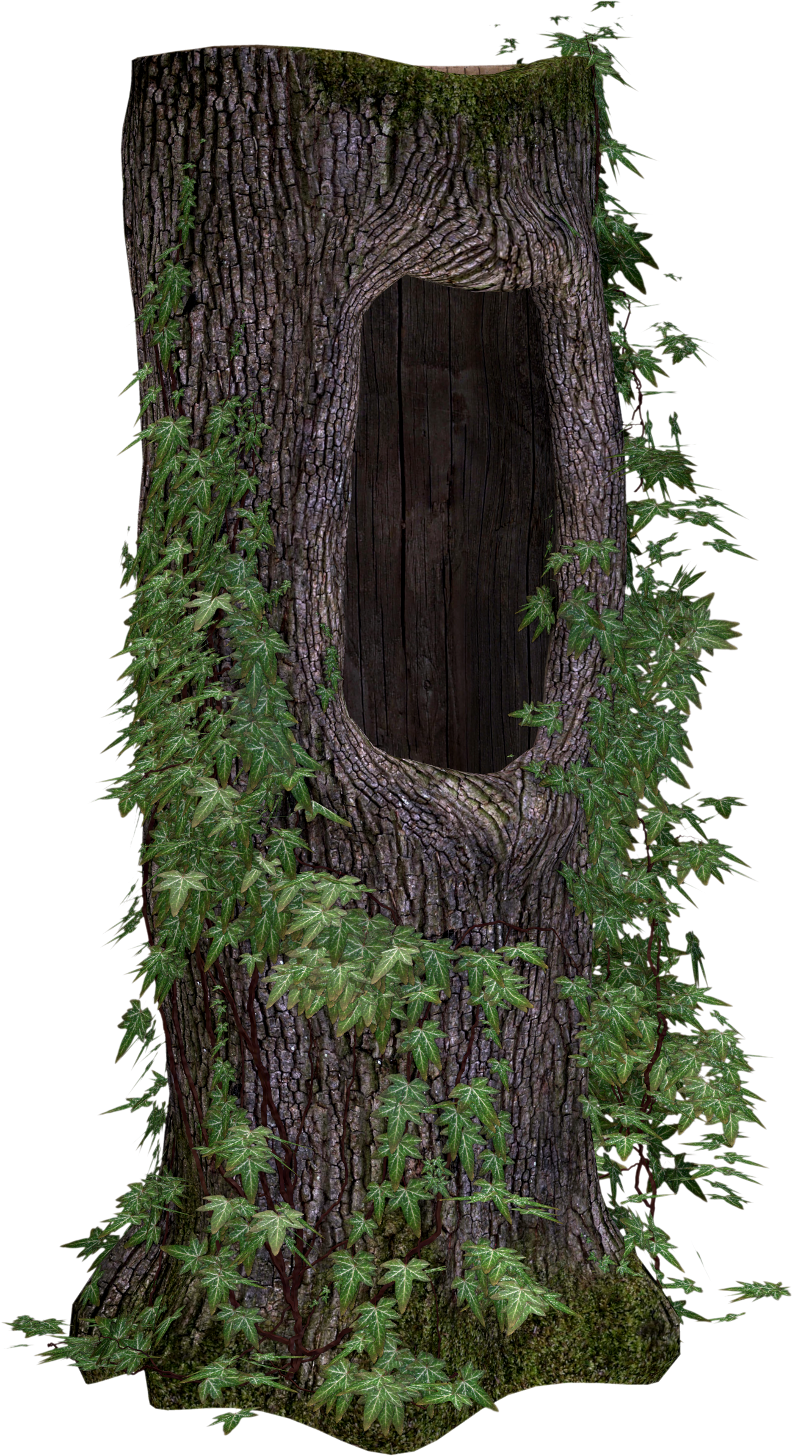 Tree trunk tree ivy trunk nature free image download