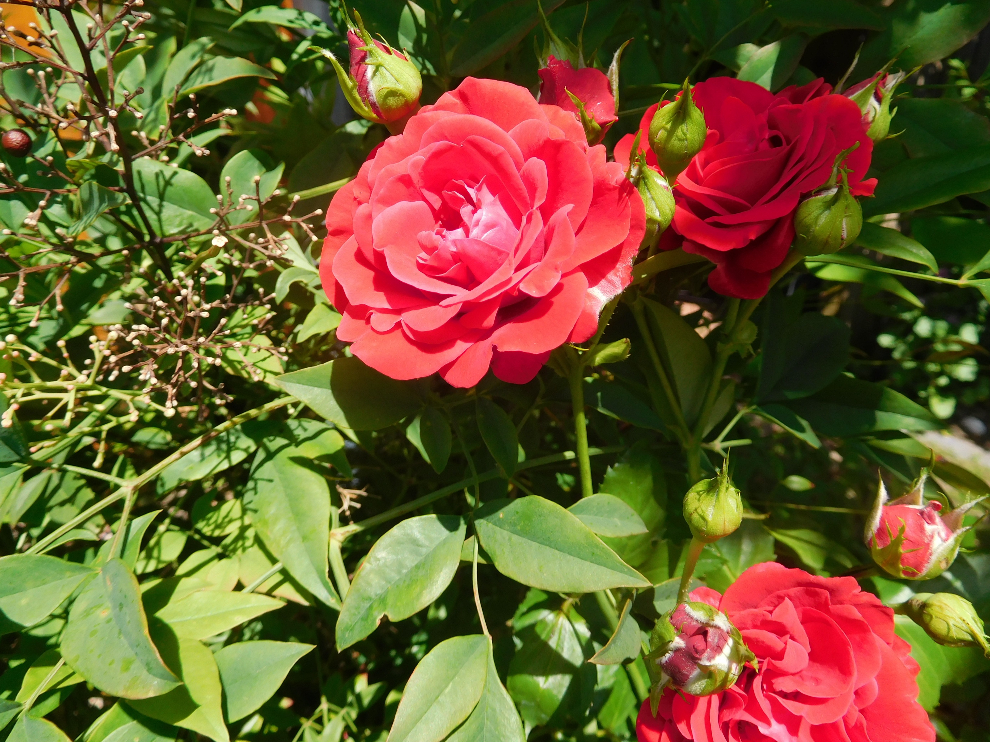 Rose Red Garden free image download