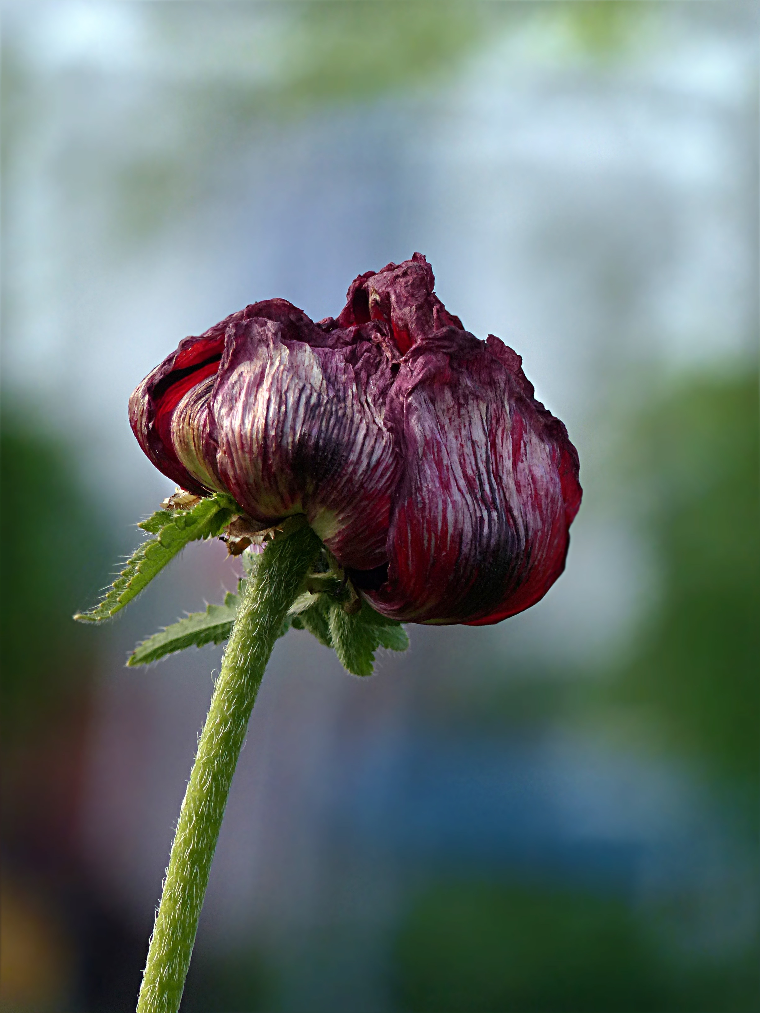 Plant Flower Poppy Papaver free image download