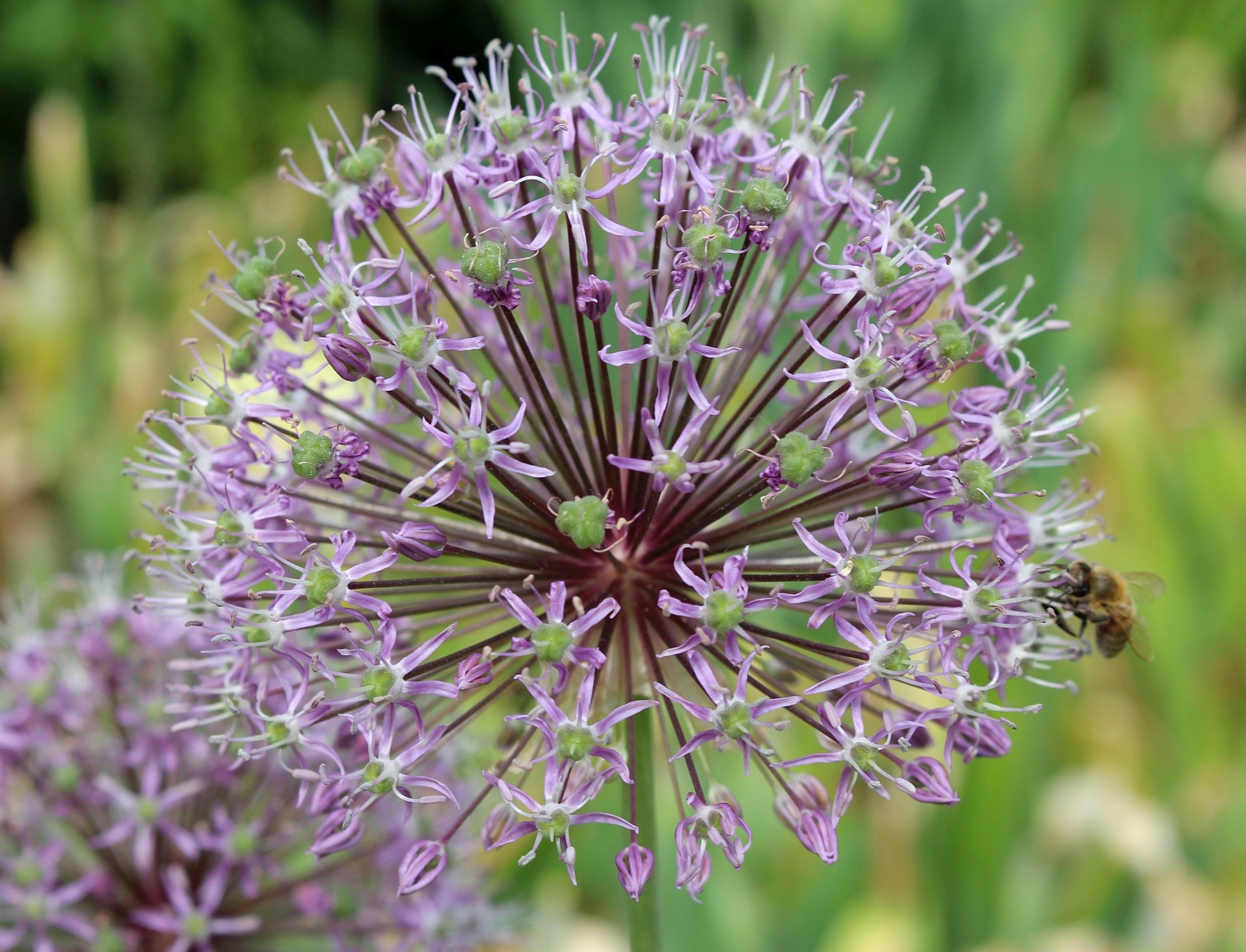Flora Plants Decorative Garlic free image download