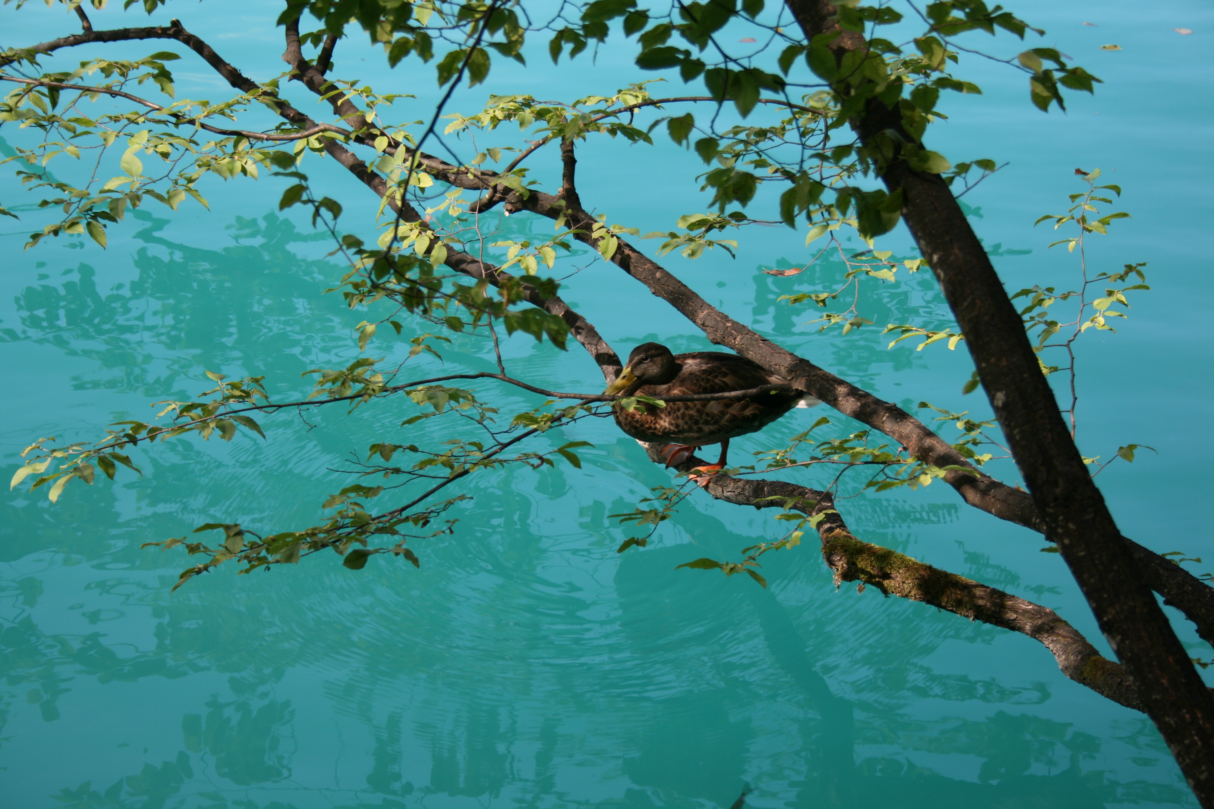 Duck Tree Water free image download
