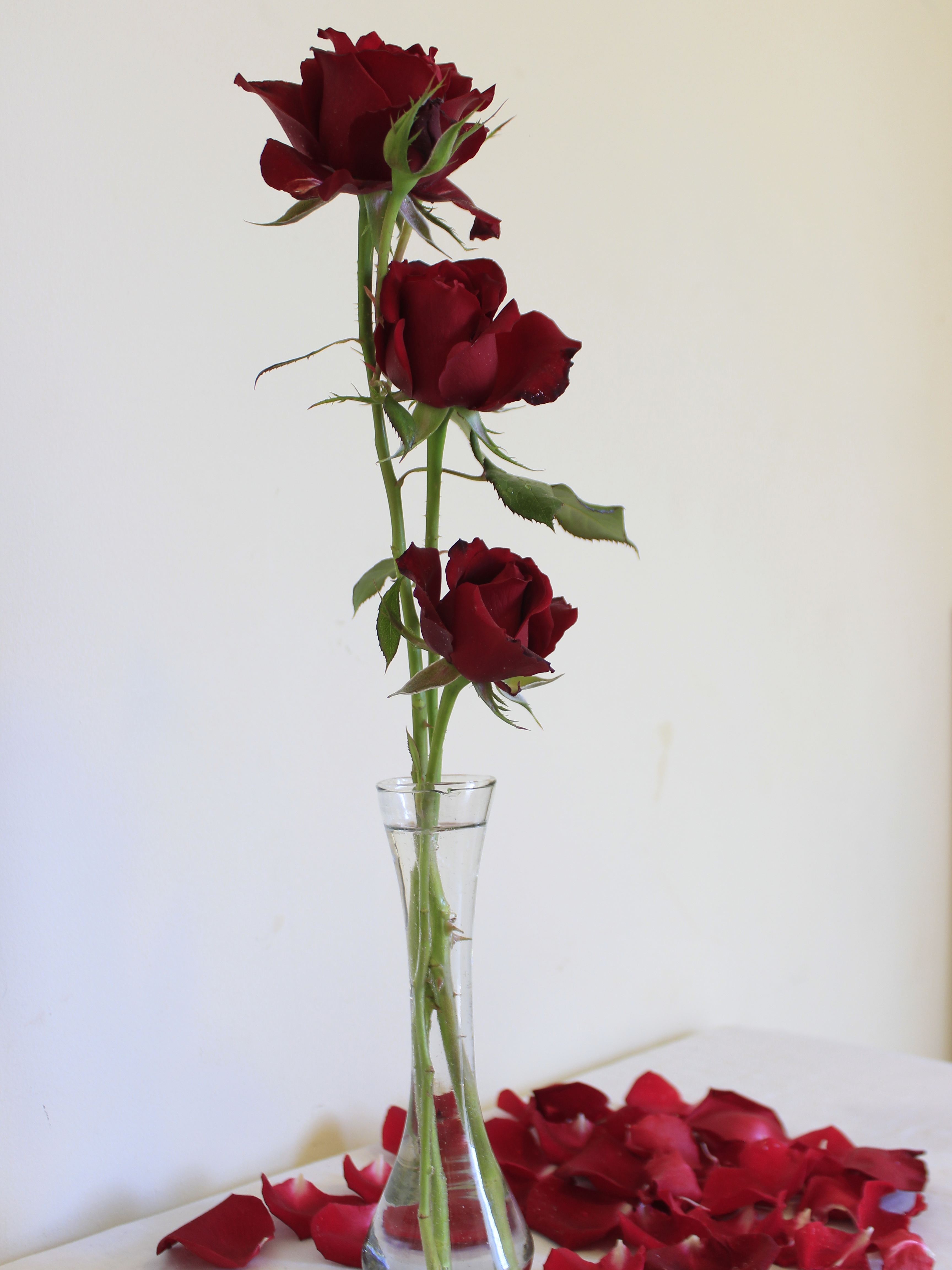 Rosa Nature free image download