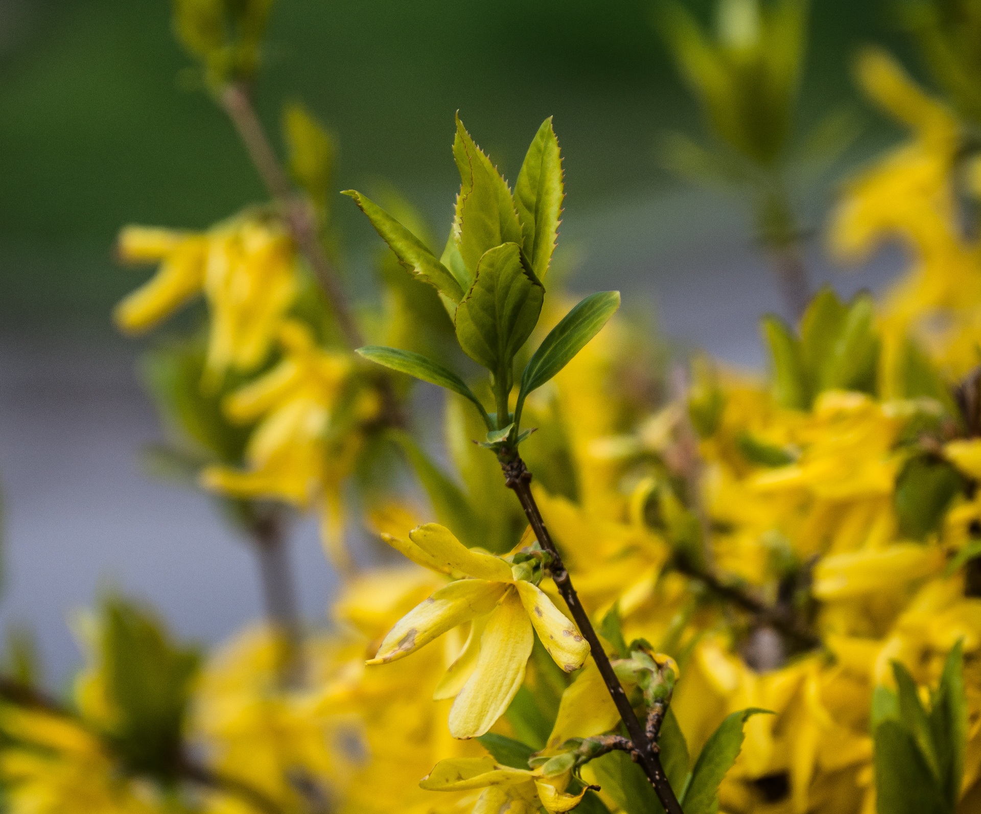 Yellow Flowers Nature free image download