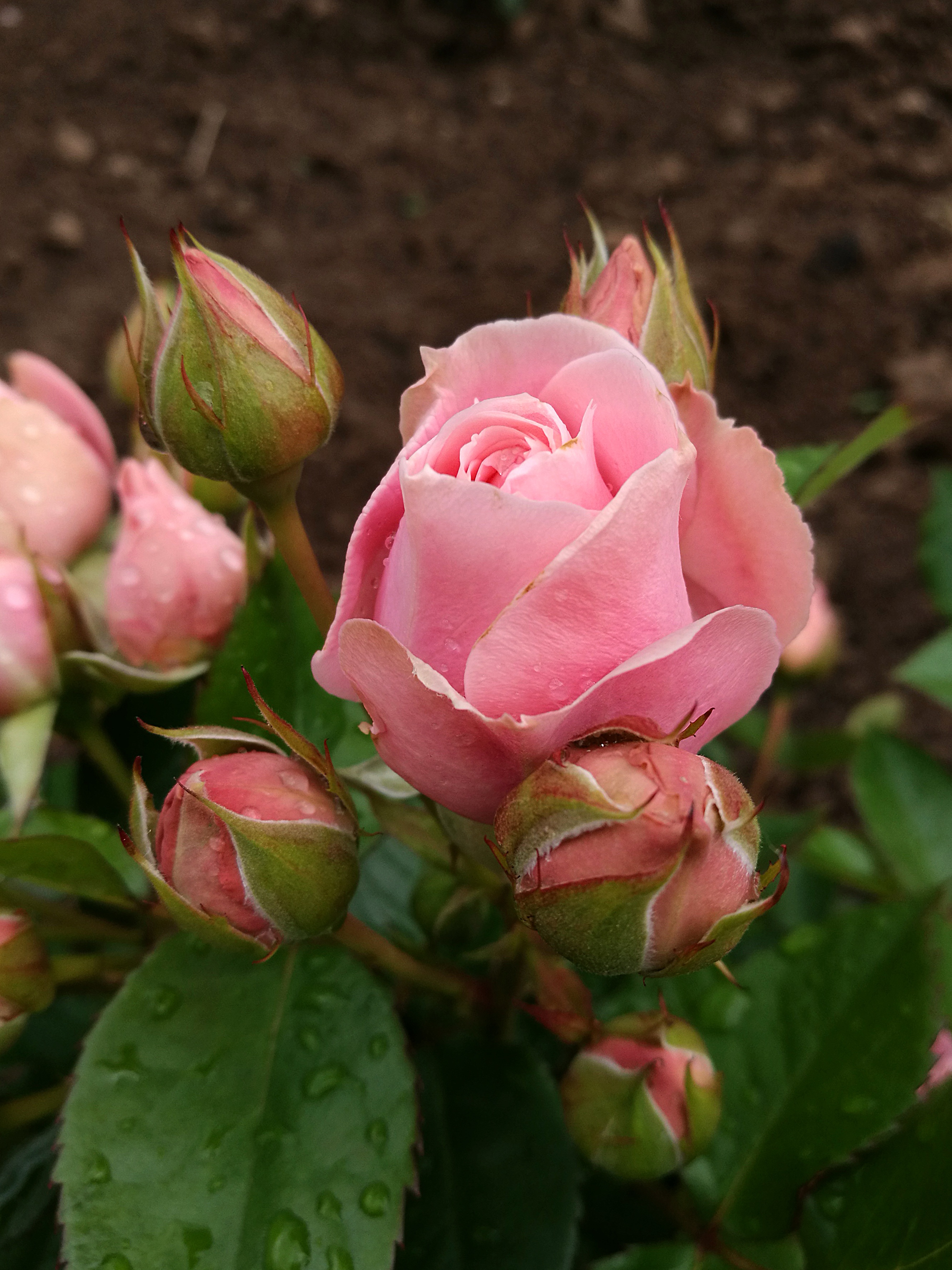 Rose Bud Summer free image download