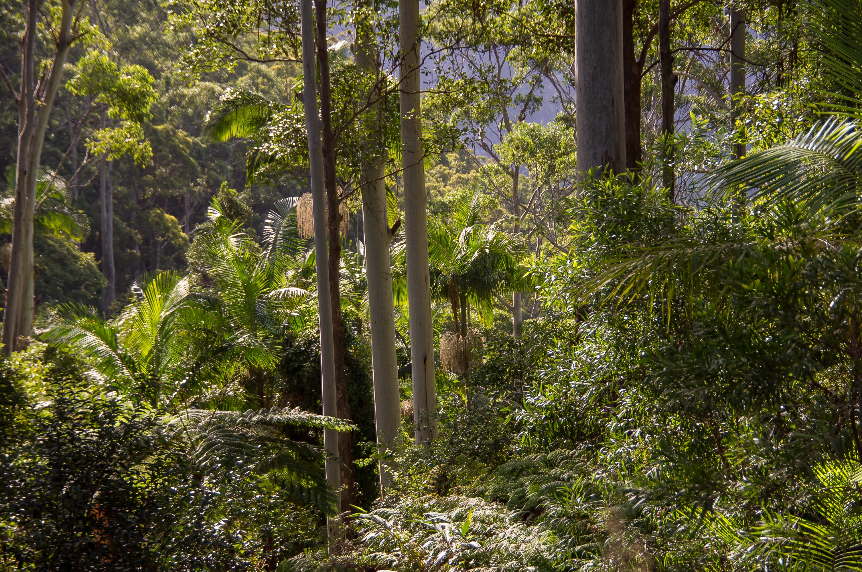 Rain Forest Gum Trees free image download