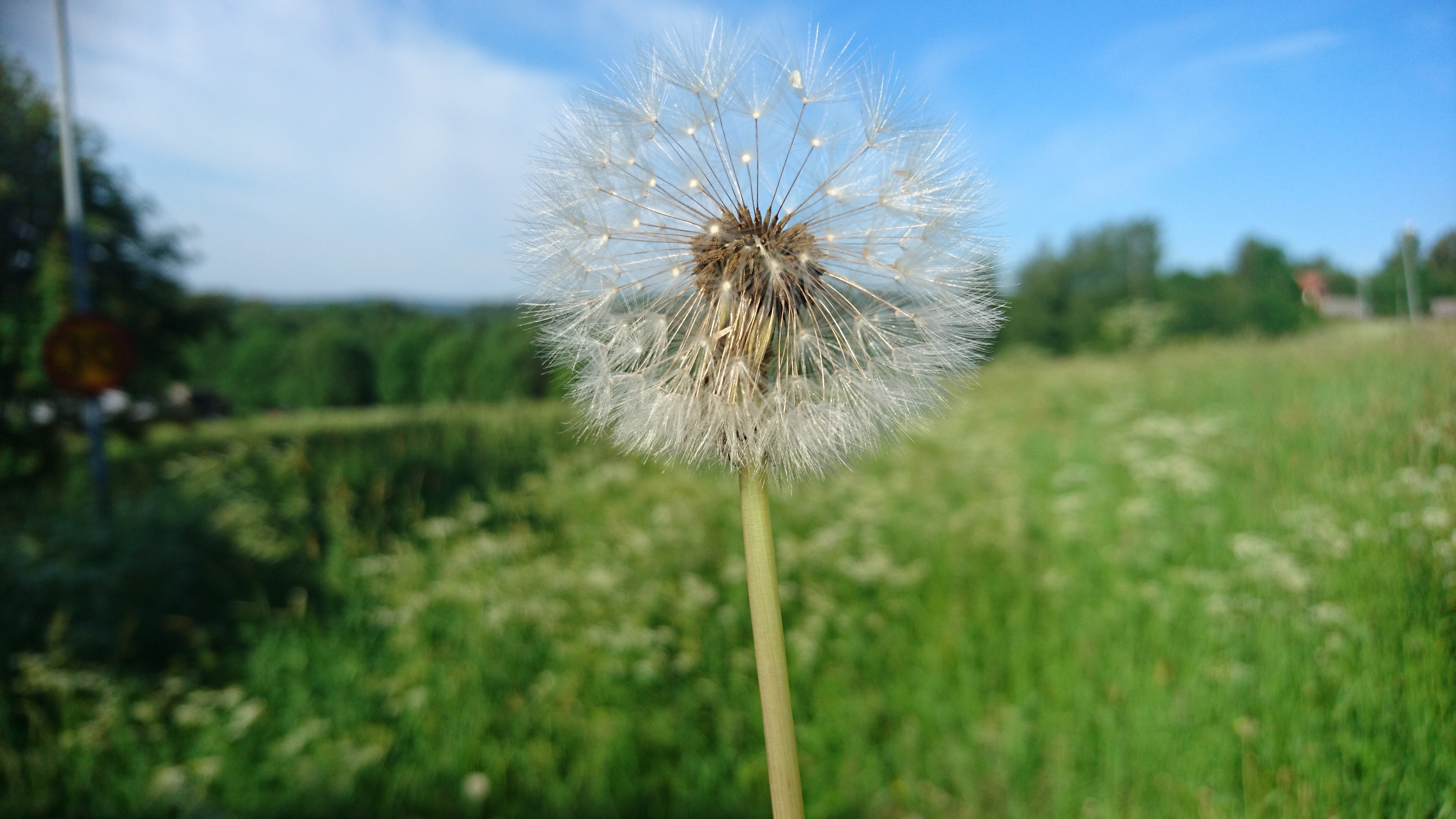 Flower Summer Dandelion free image download