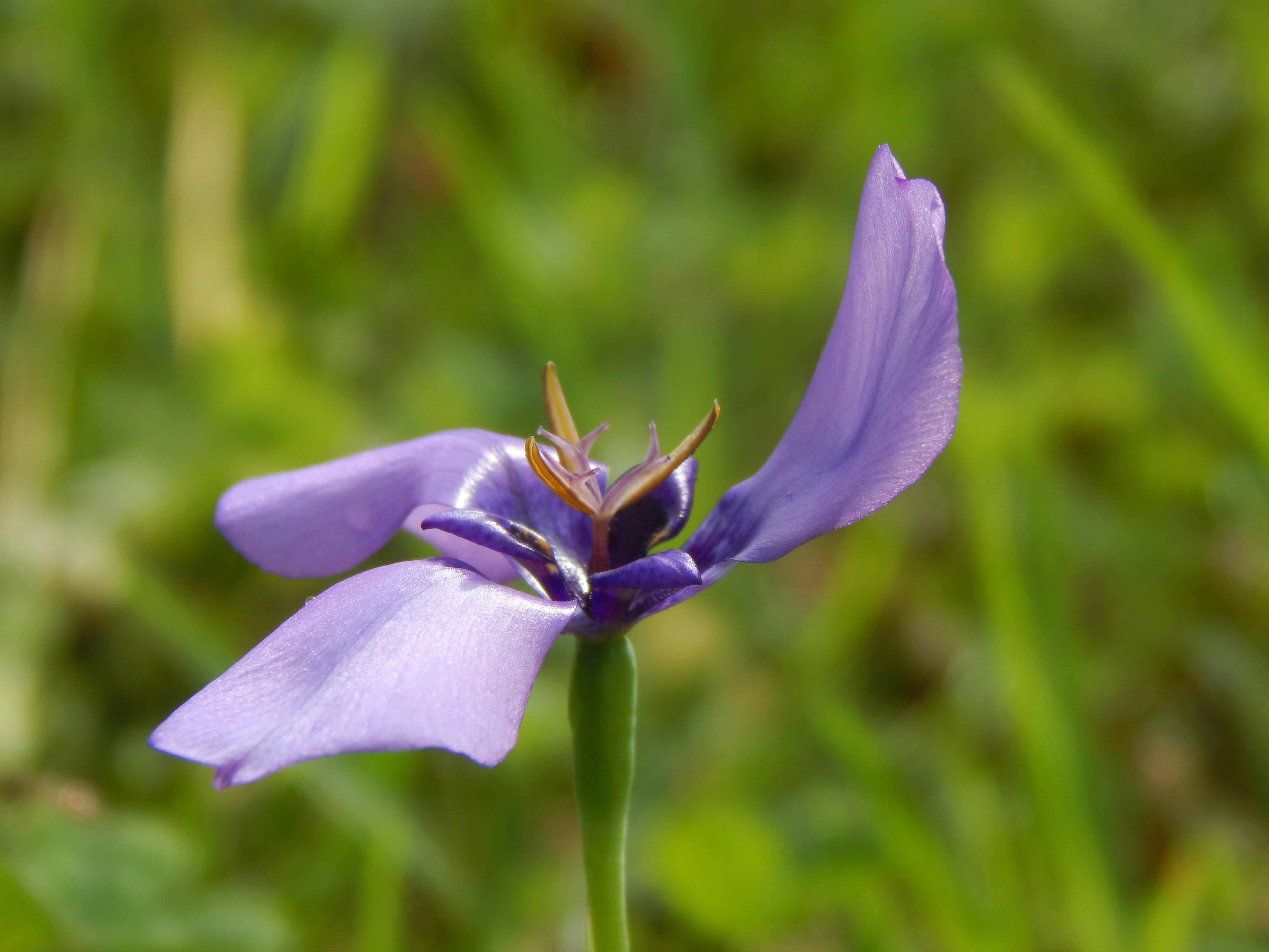Flower Violet Helix Wild free image download