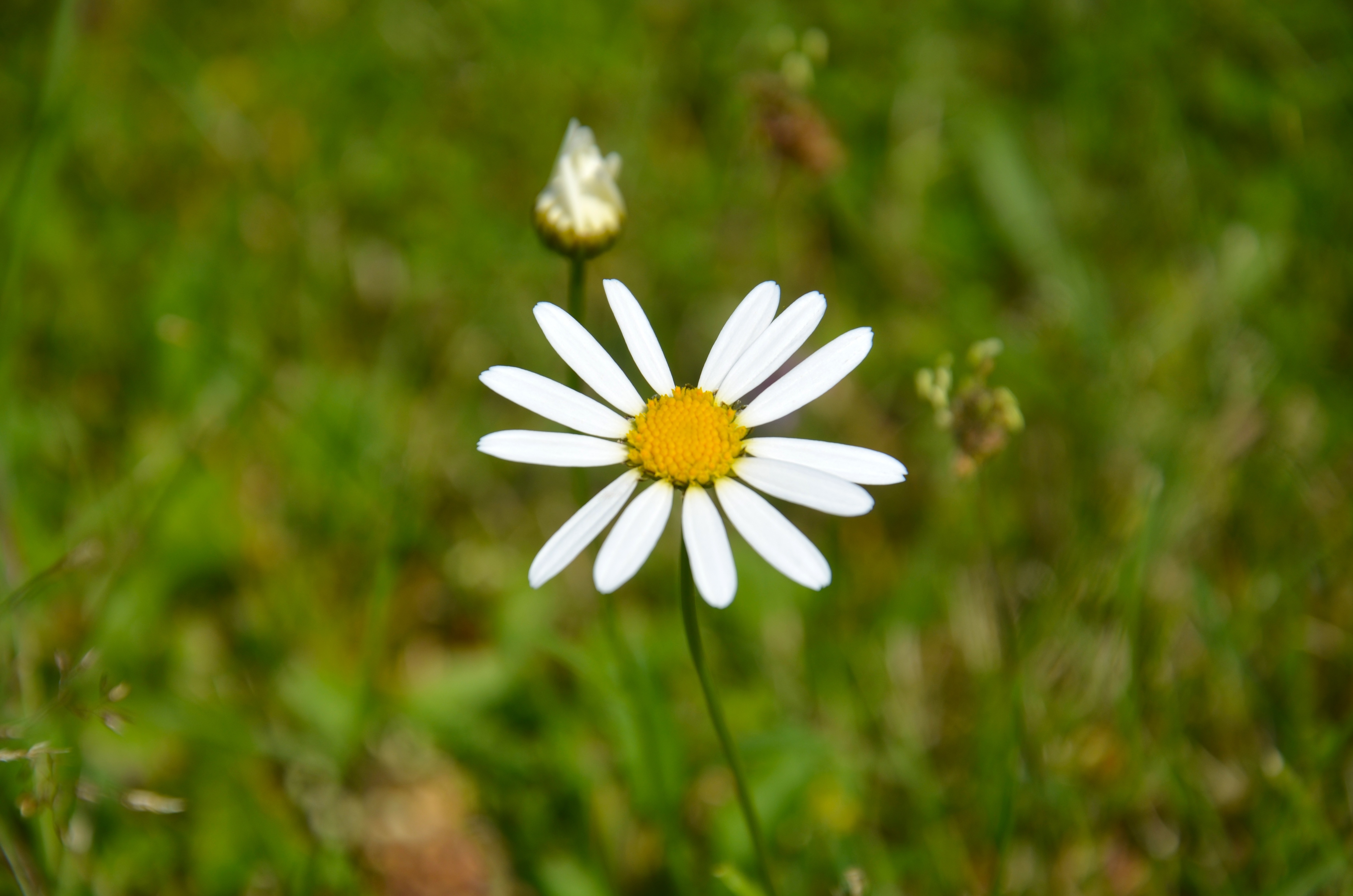 Flower Daisy Meadow free image download