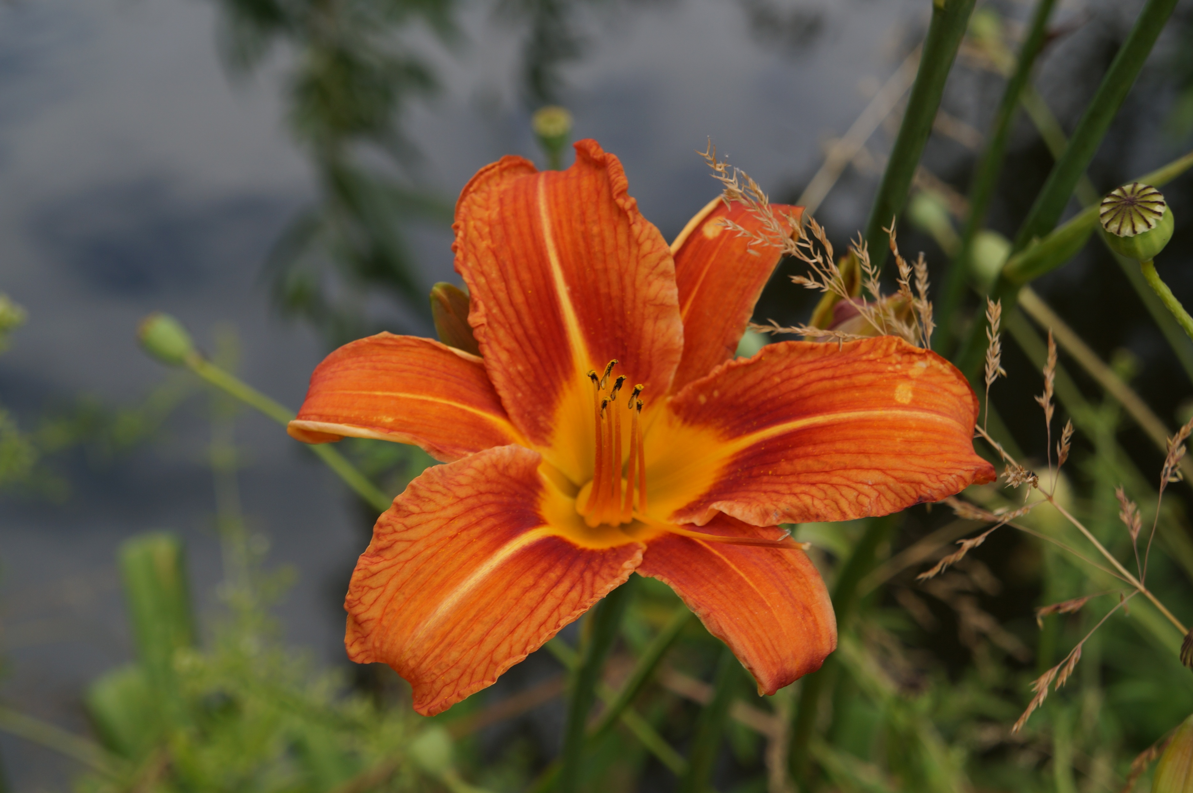 Blossom Bloom Orange Summer flower free image download