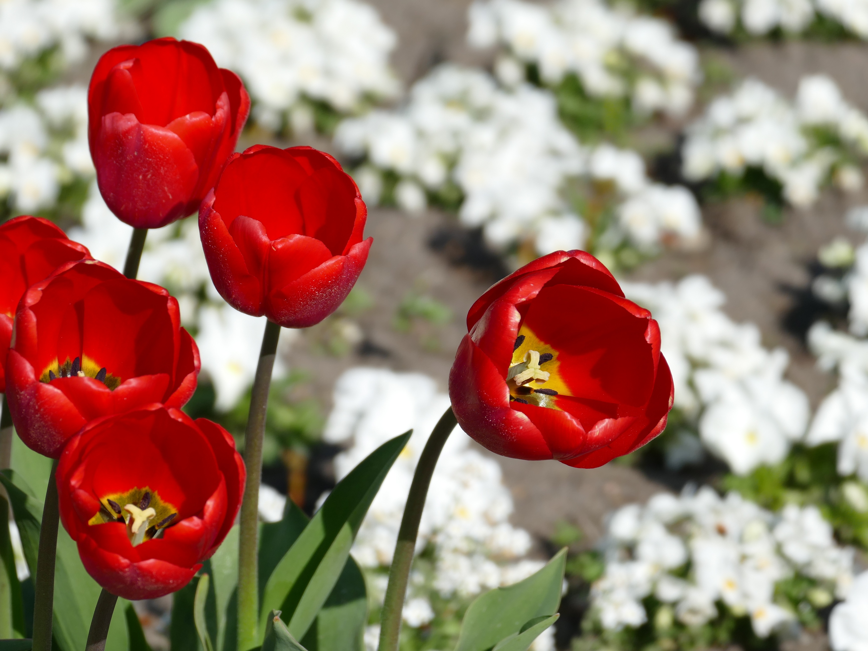 Spring Tulips Nature free image download