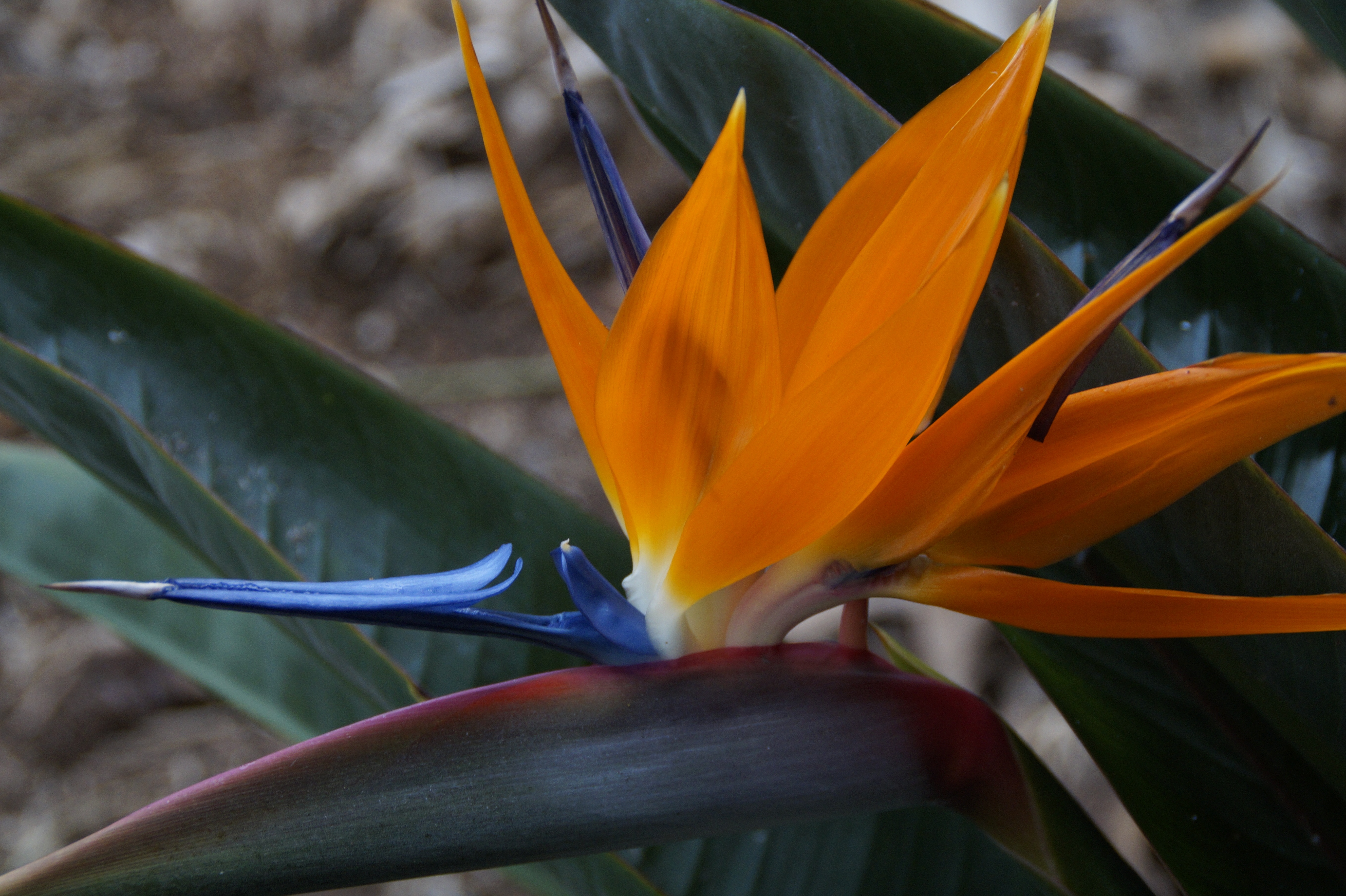 Strelizie Exotic Bird Of Paradise free image download