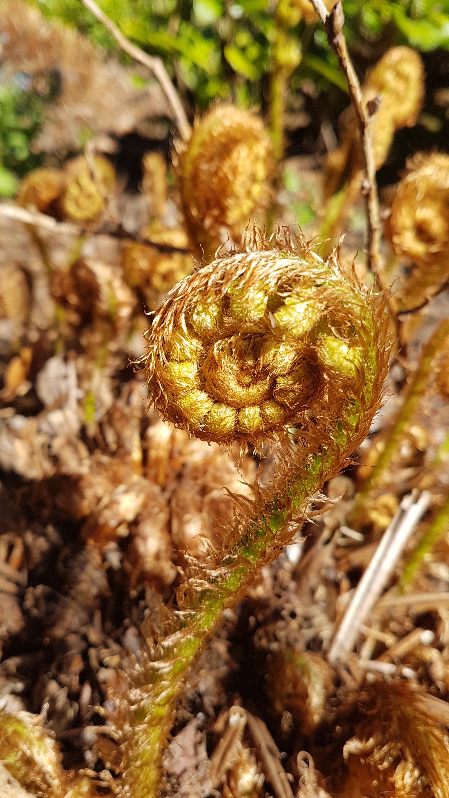 Fern Spring Earth free image download
