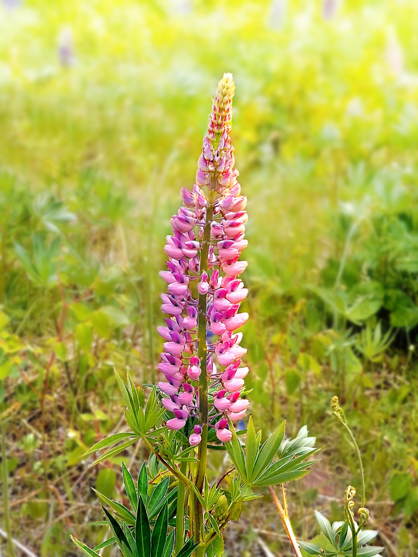 Flowers Spring Lupins free image download