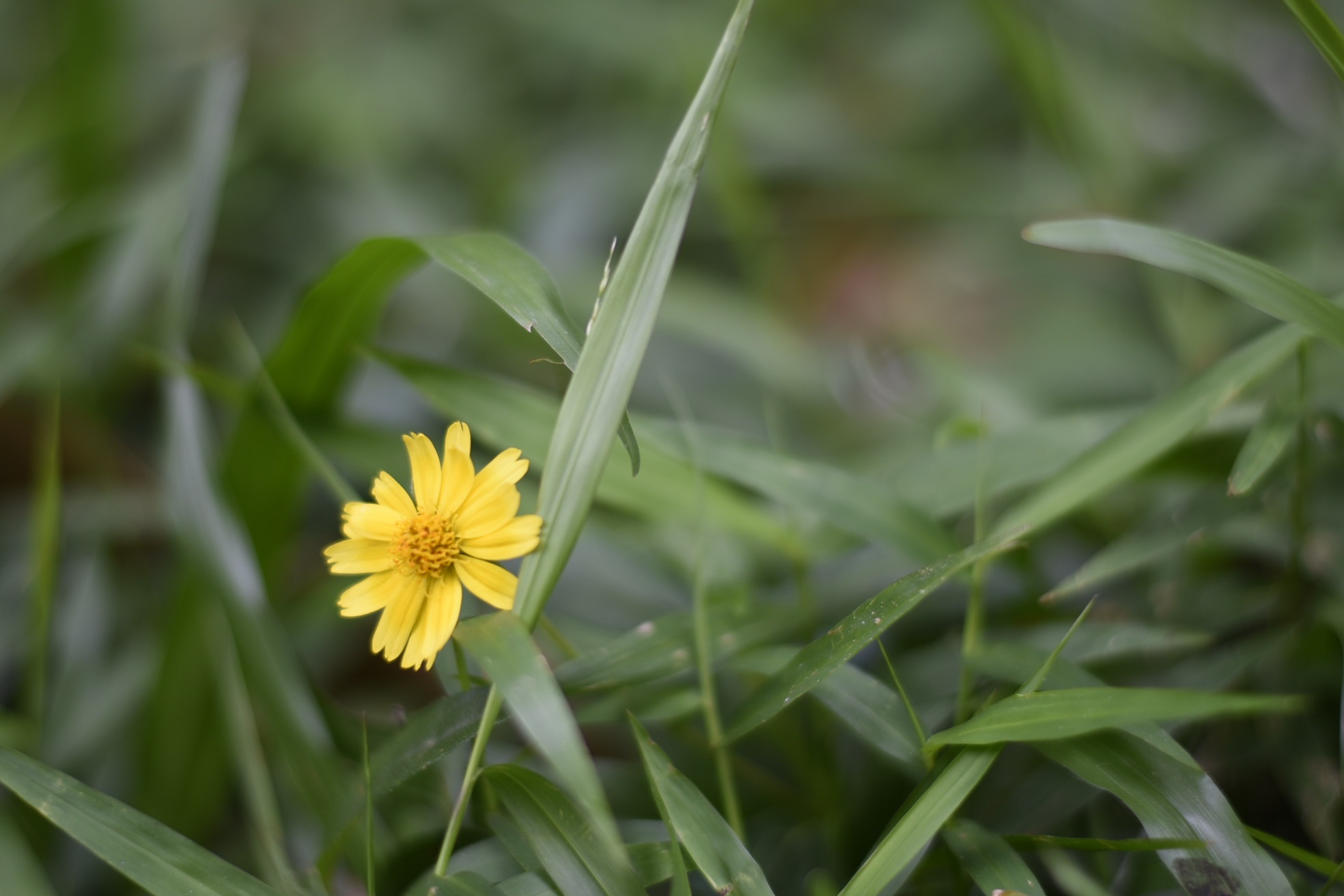 Myanmar Flower Yangon free image download