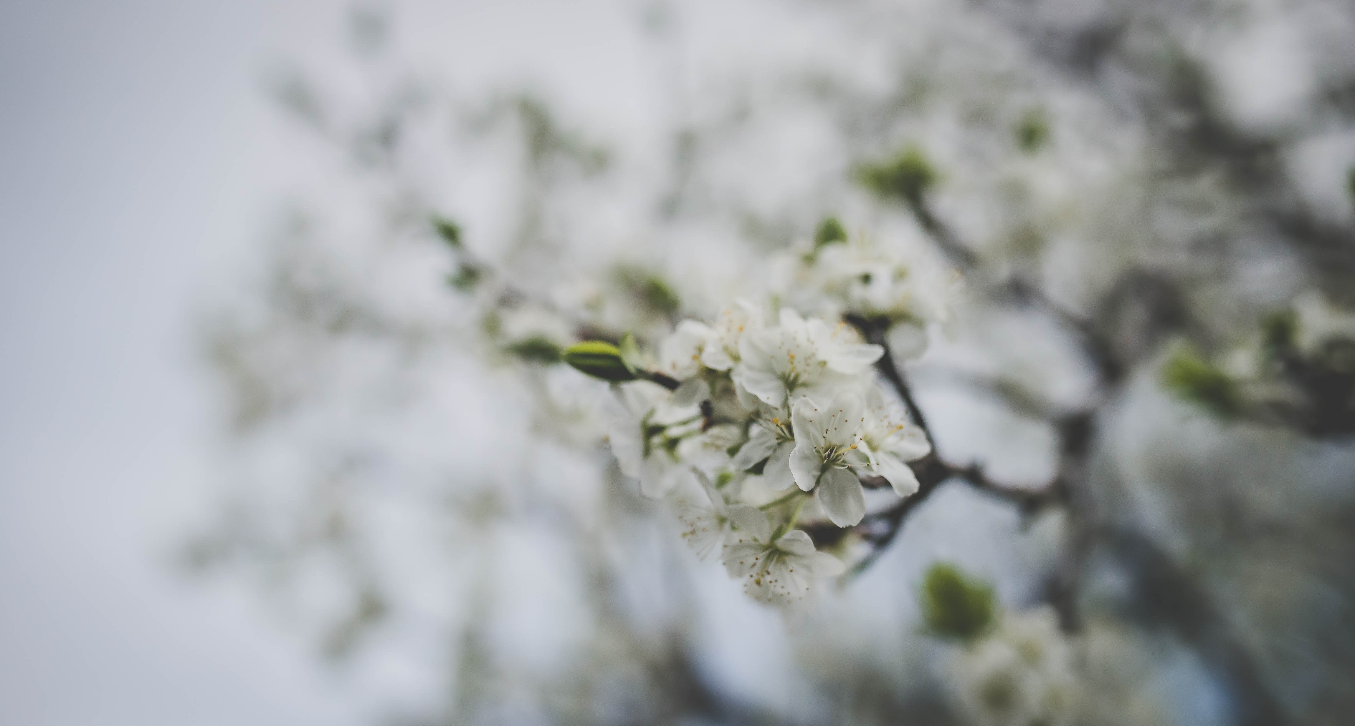 White Flower Bloom free image download