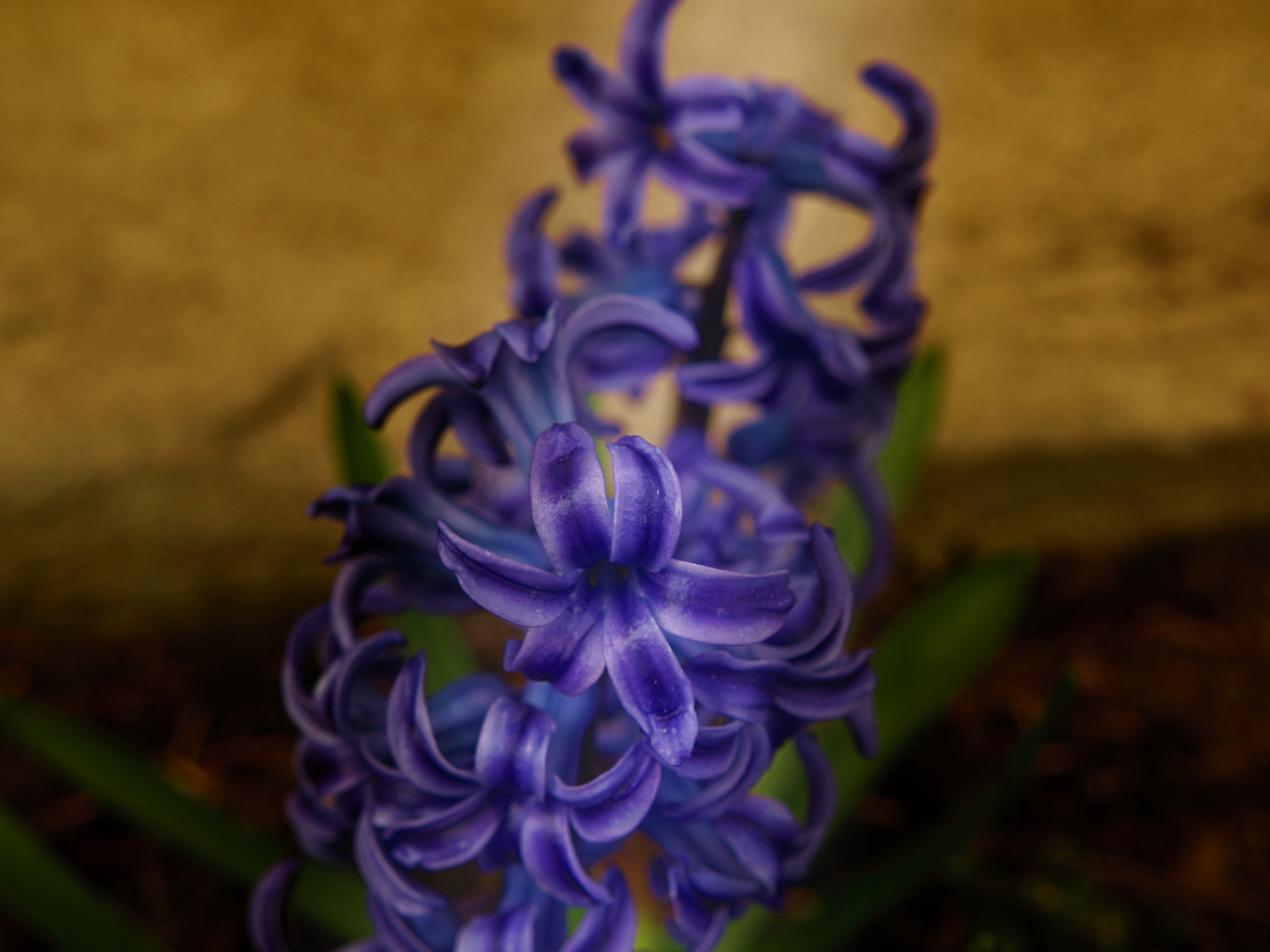 Flower Narcissus Blue free image download