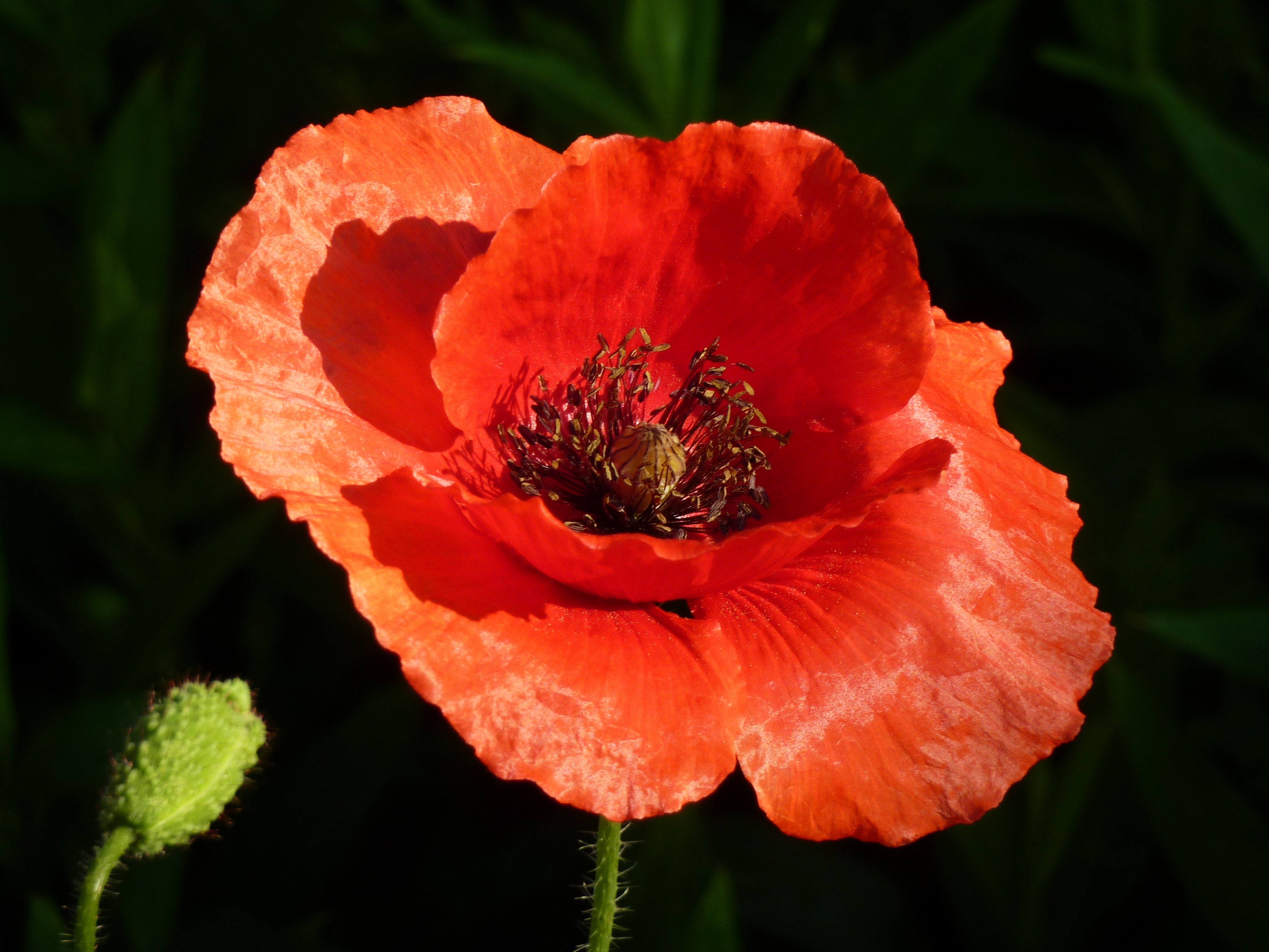 Flowers Irina Nature free image download