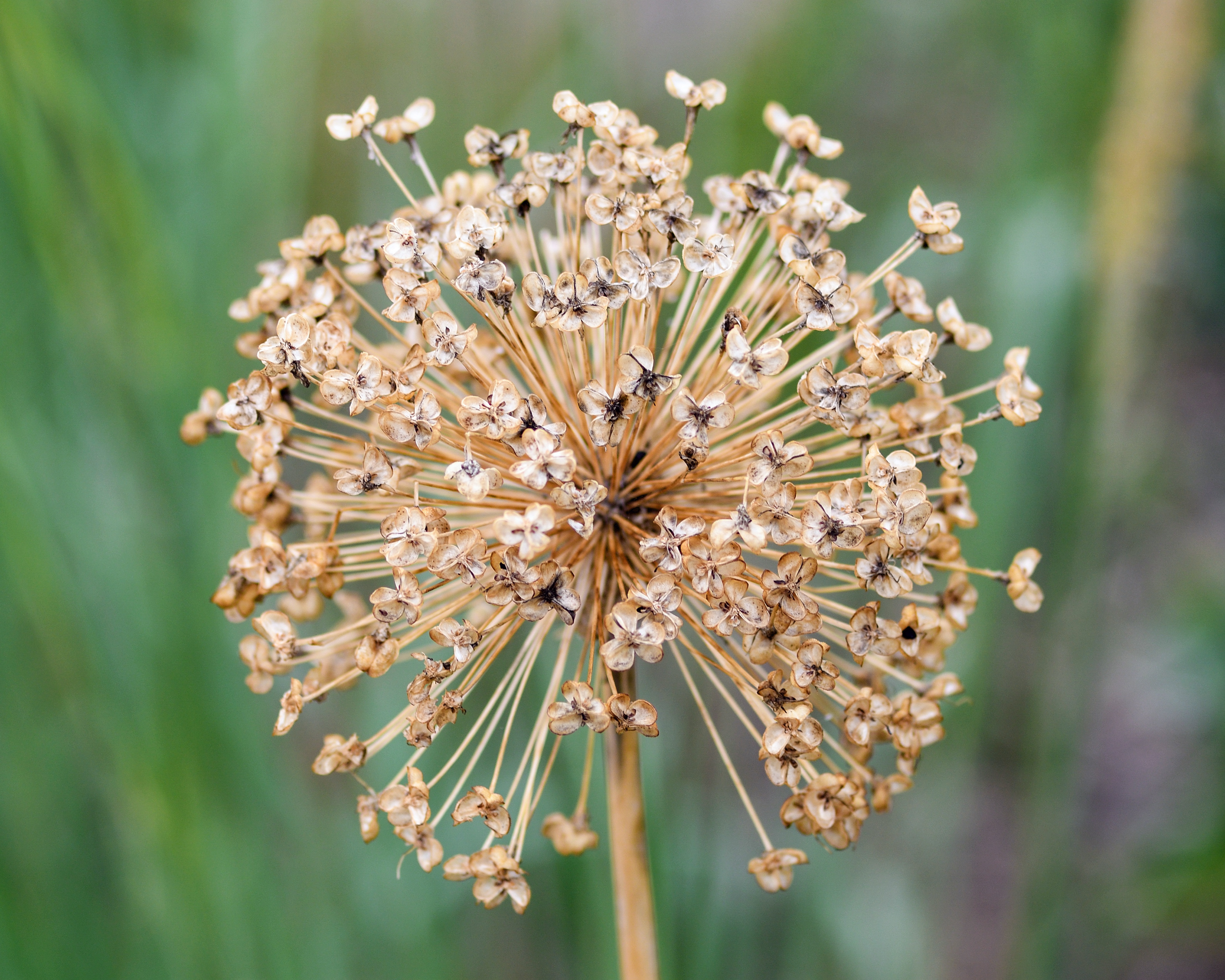 Flower Faded Ball free image download