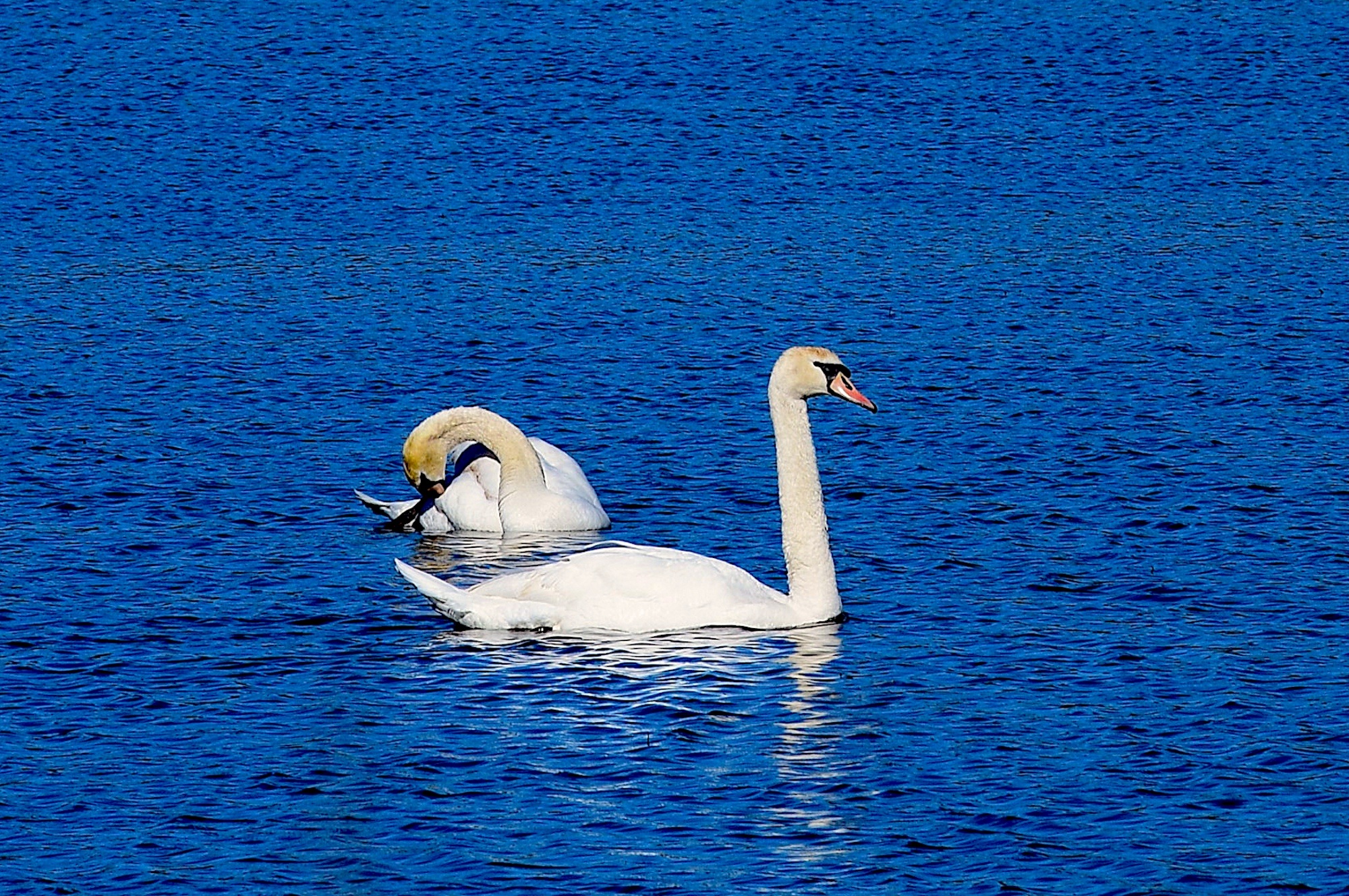 Swan Water Swim free image download