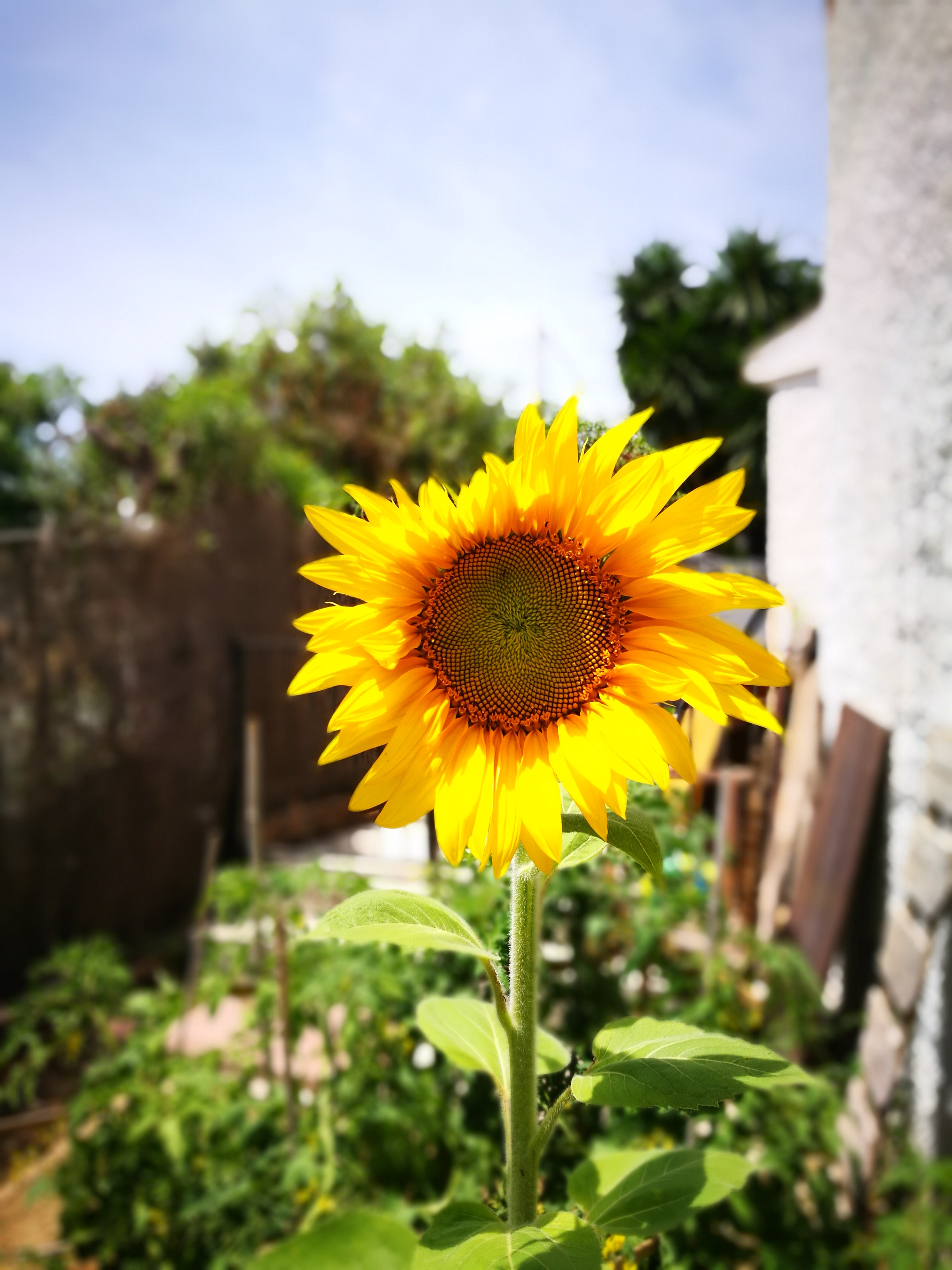 Nature Garden Green free image download