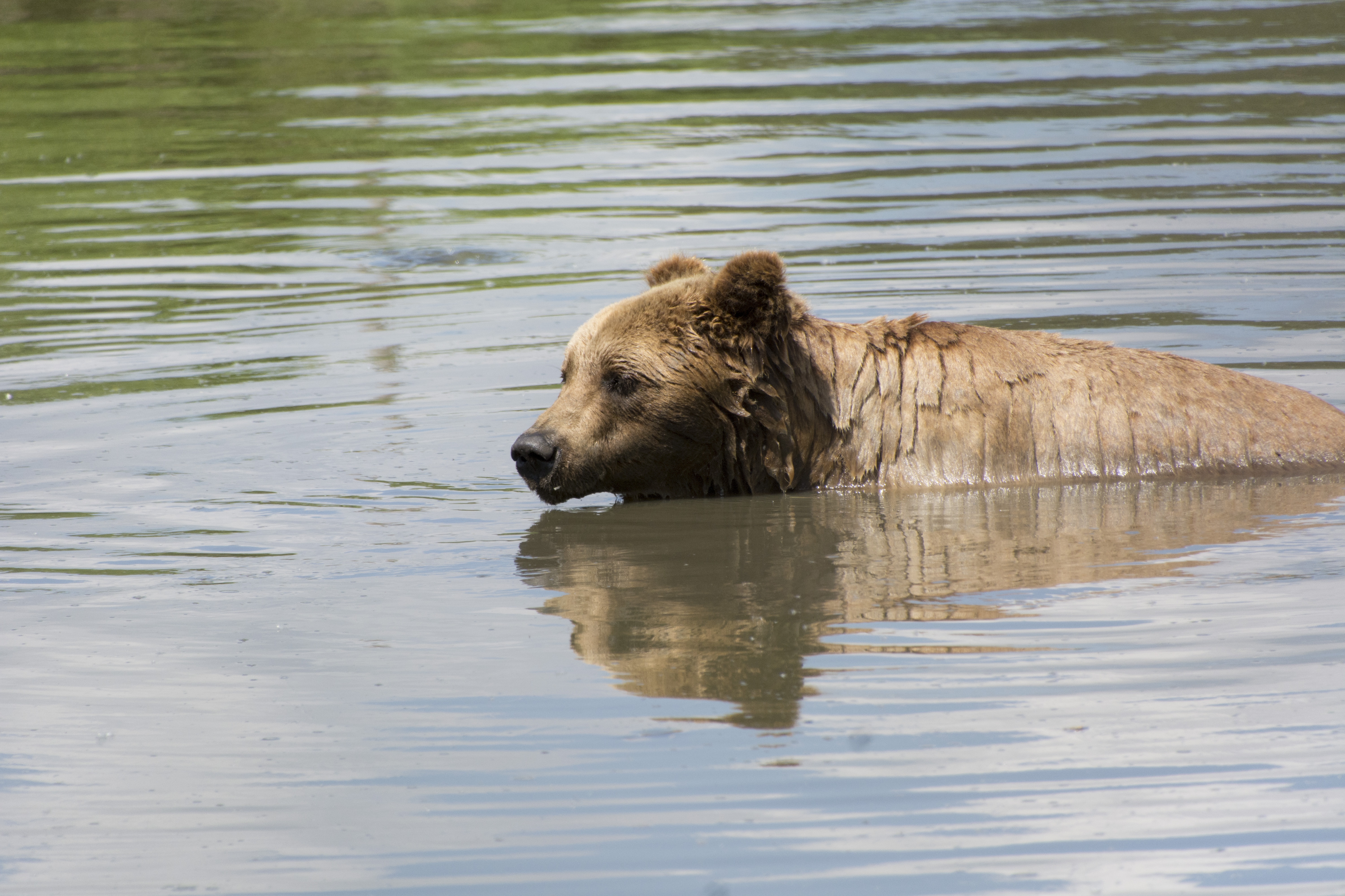 Beast Bear Hairy free image download