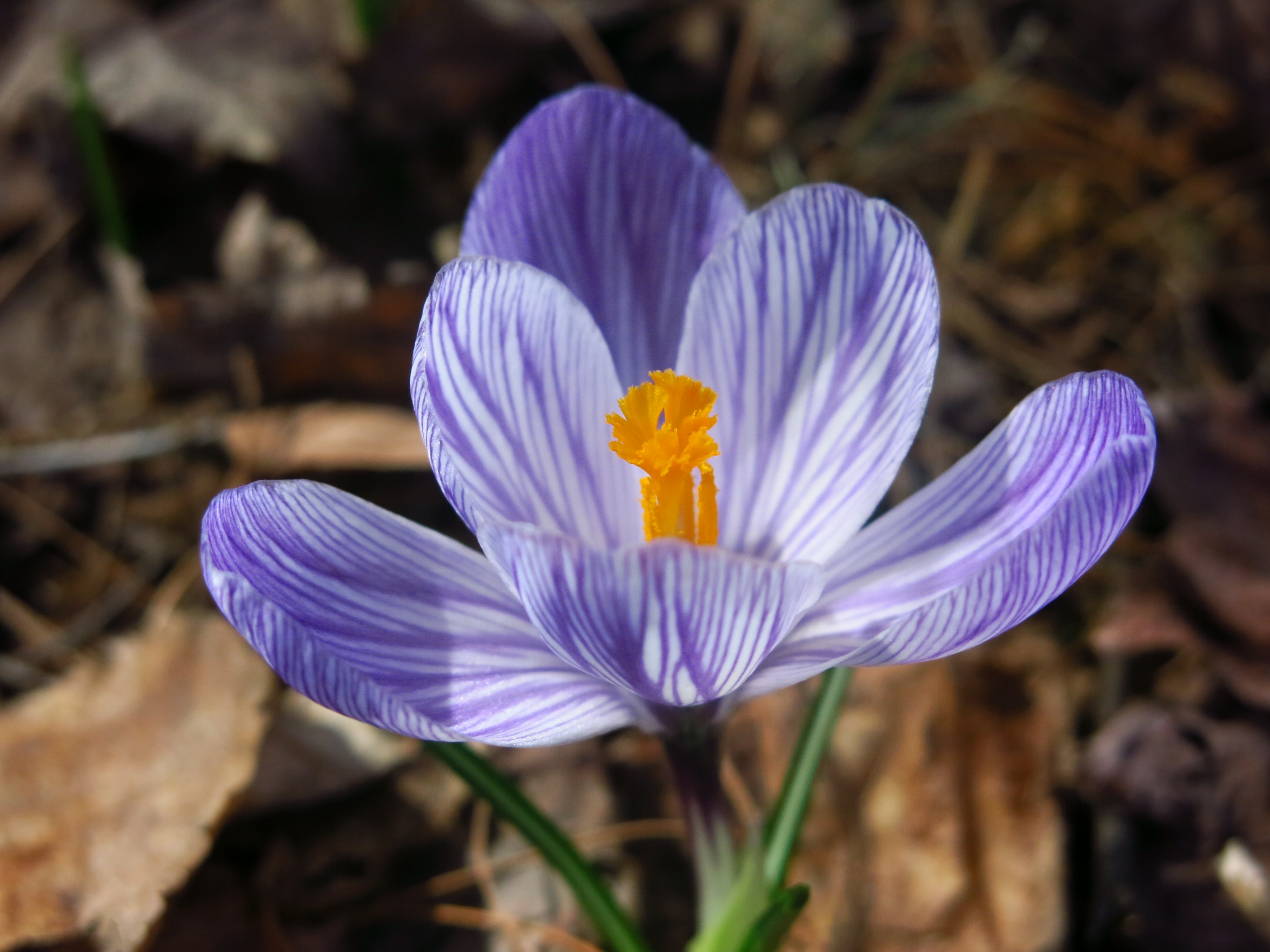 Crocus Spring Flower free image download