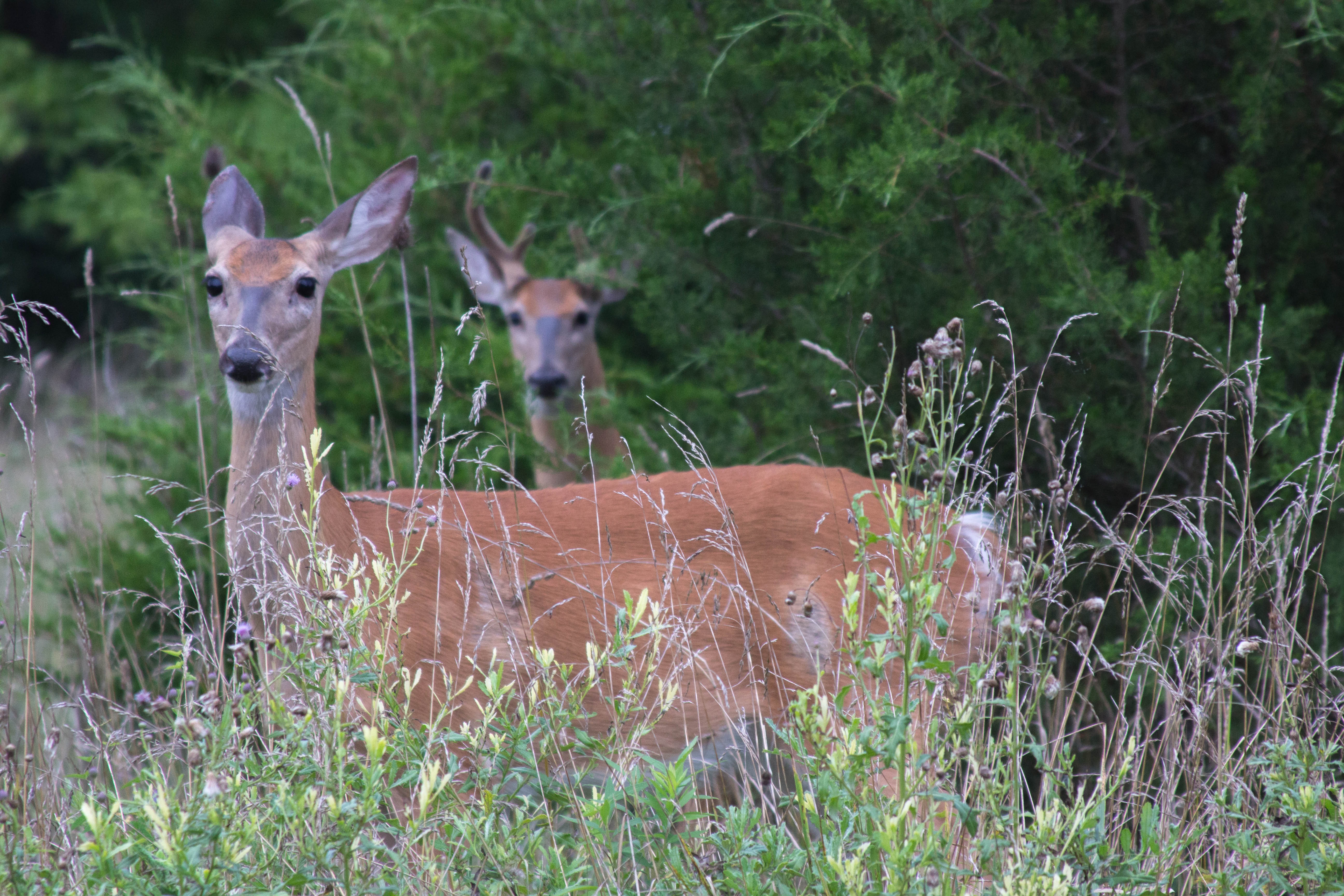 Deer Animal Outside free image download