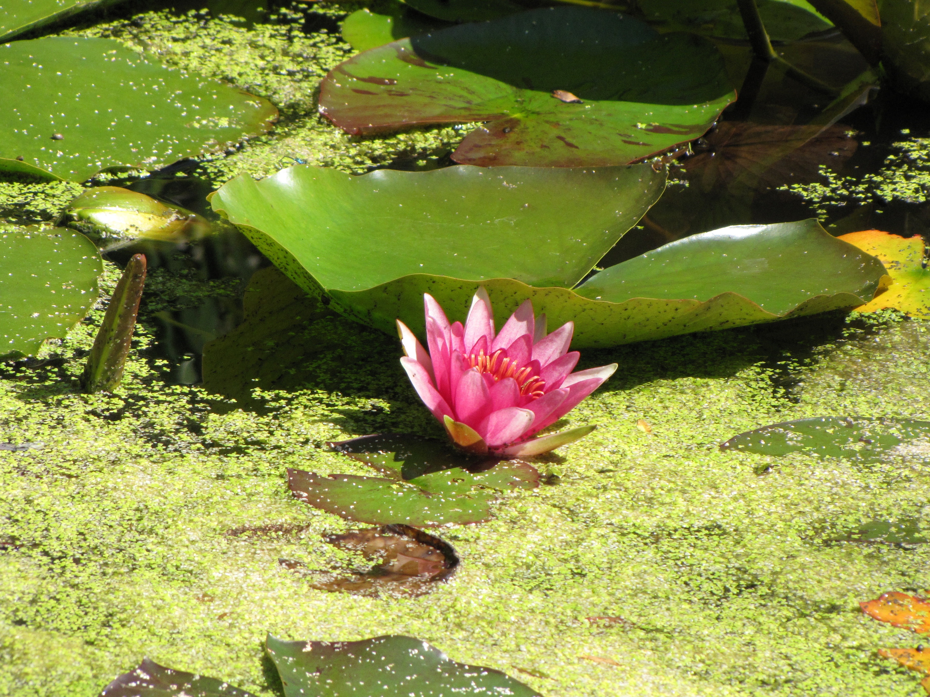 Lilly Nature Flower free image download