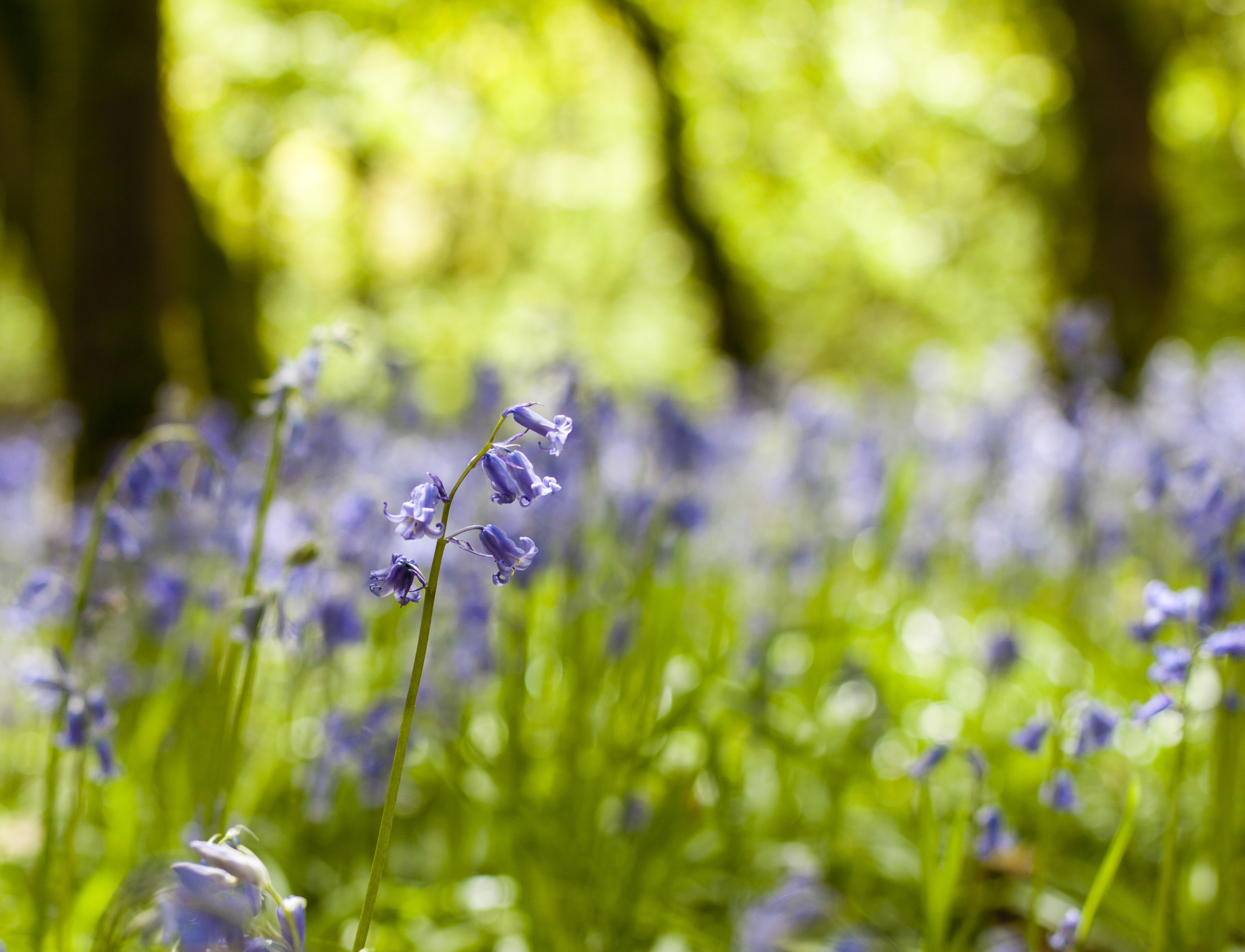 Bluebells Flower Spring free image download