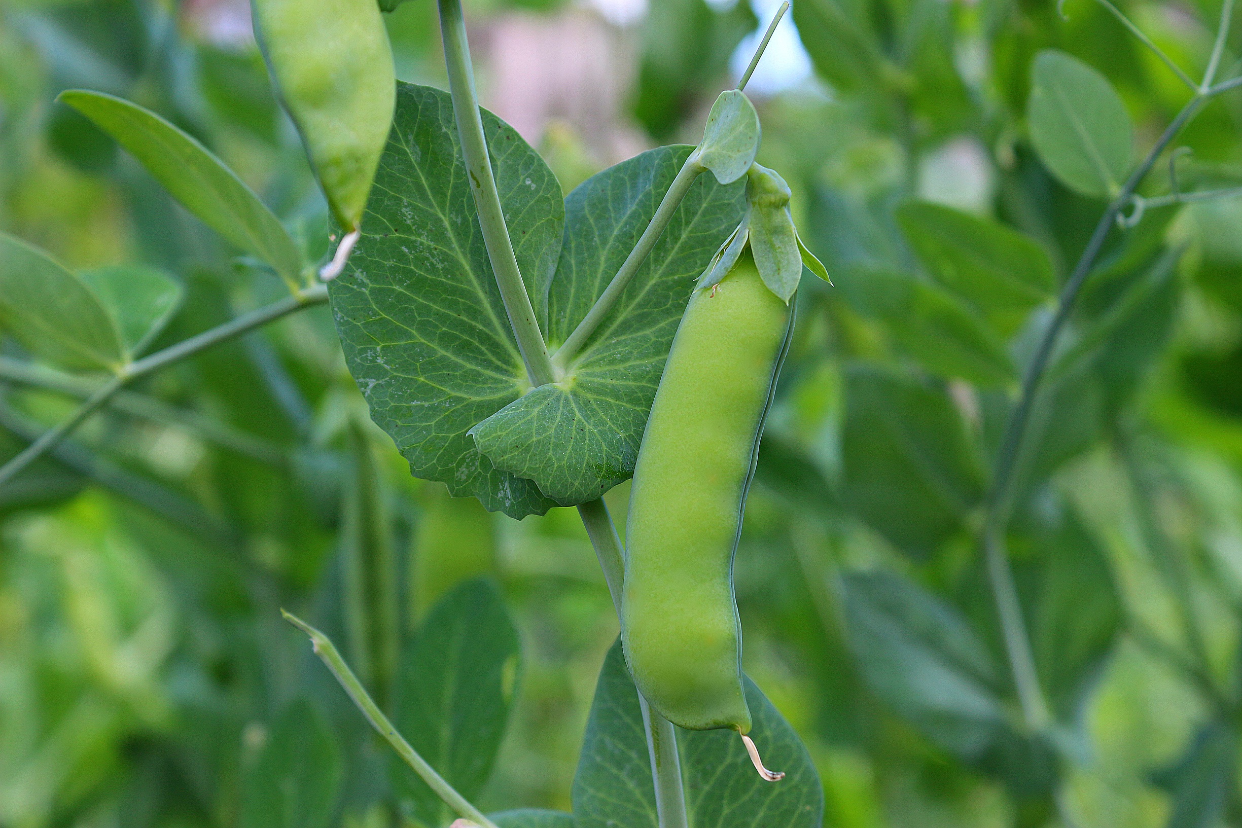 Pea Pod Green free image download