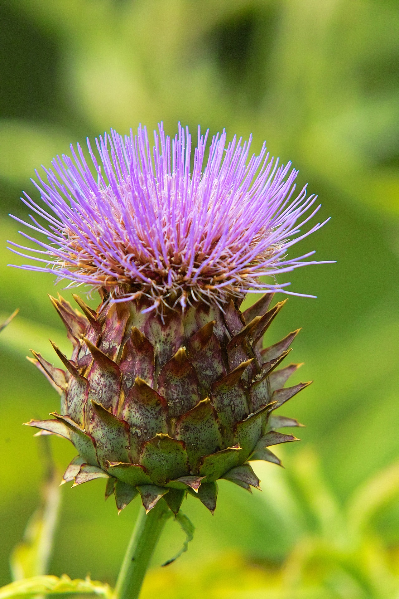 Plant Flower Nature free image download