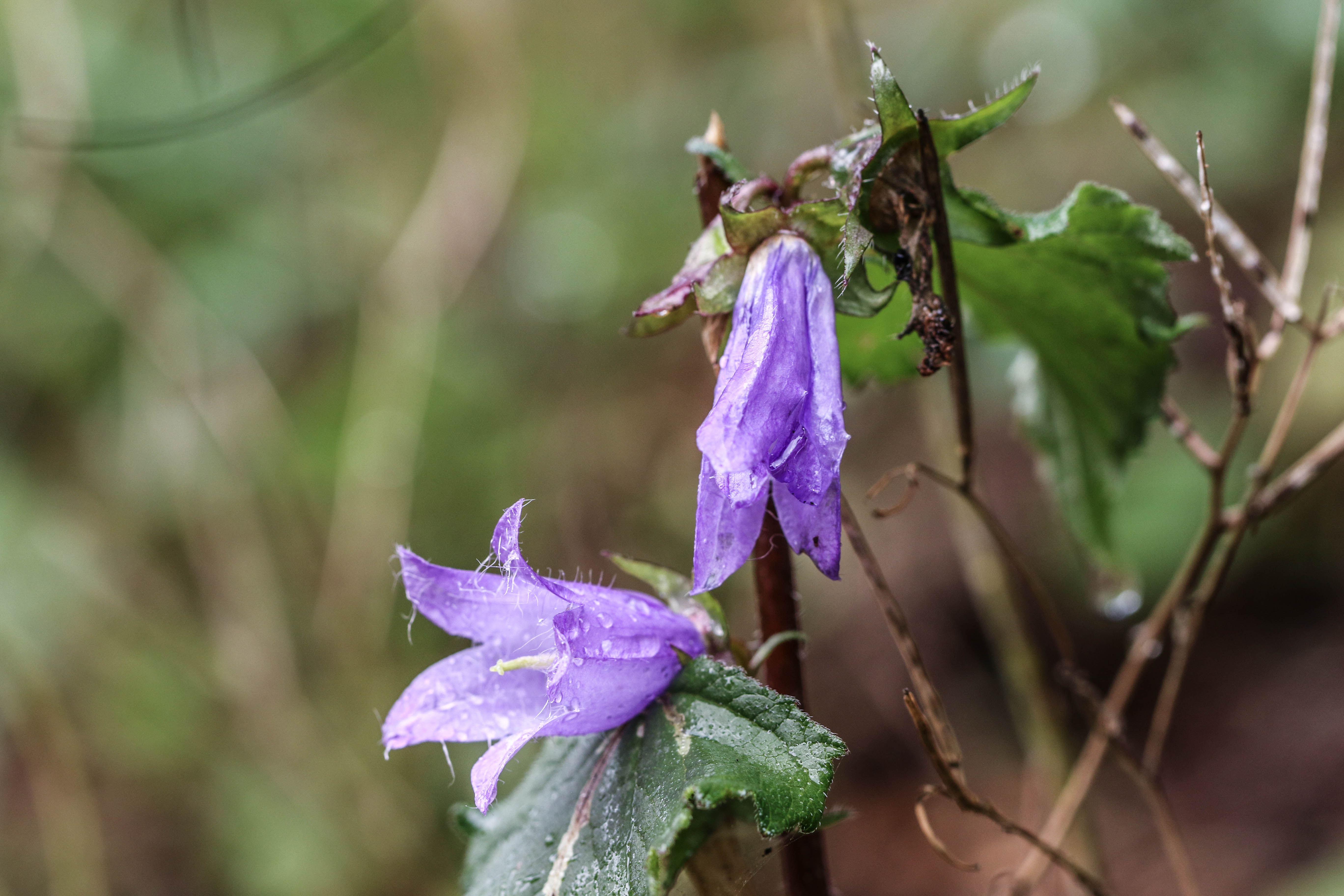 Bluebell Plant Rain Drop Summer free image download
