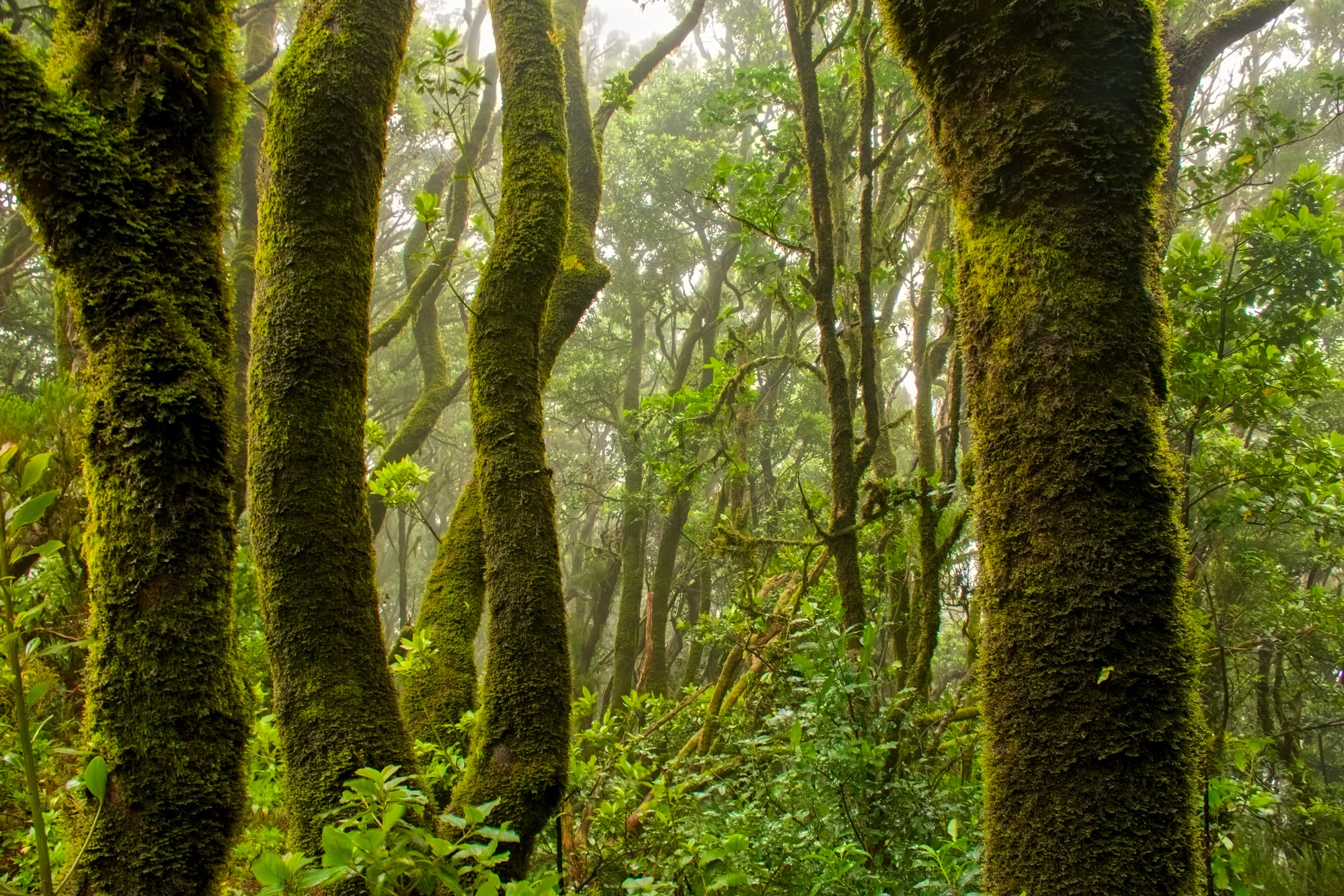 Landscape Forest Trees free image download