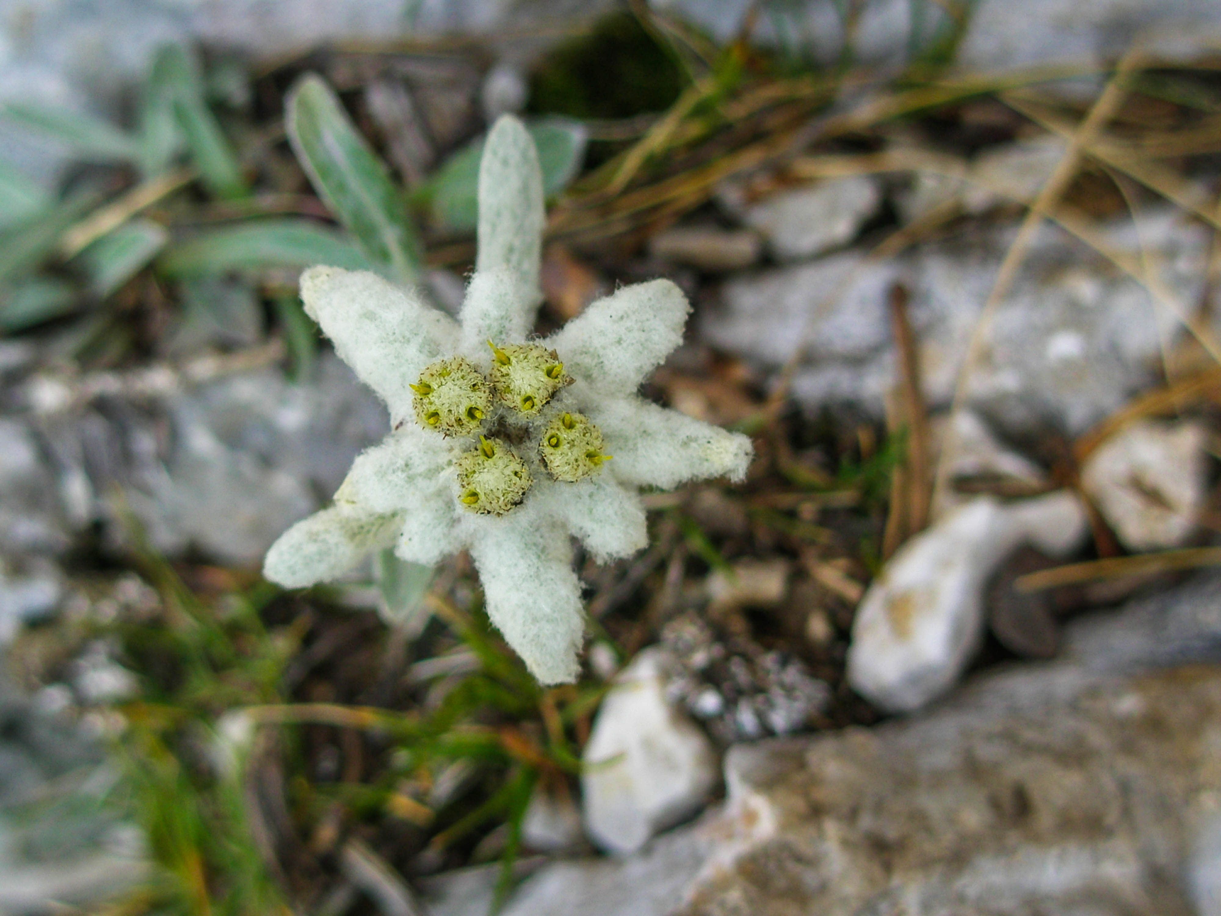 Edelweiss Alpine Mountains free image download