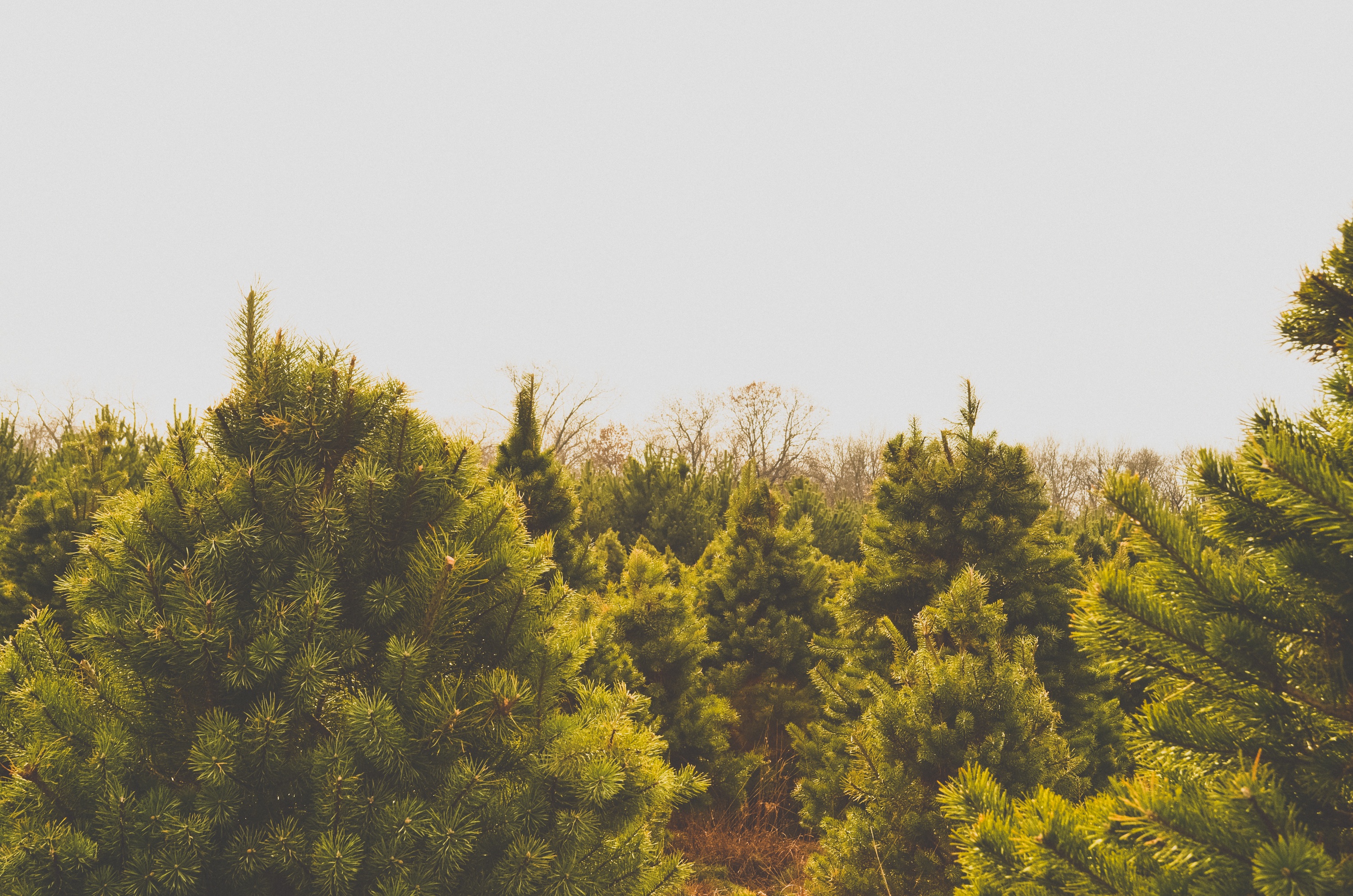 Green Trees outdoor free image download