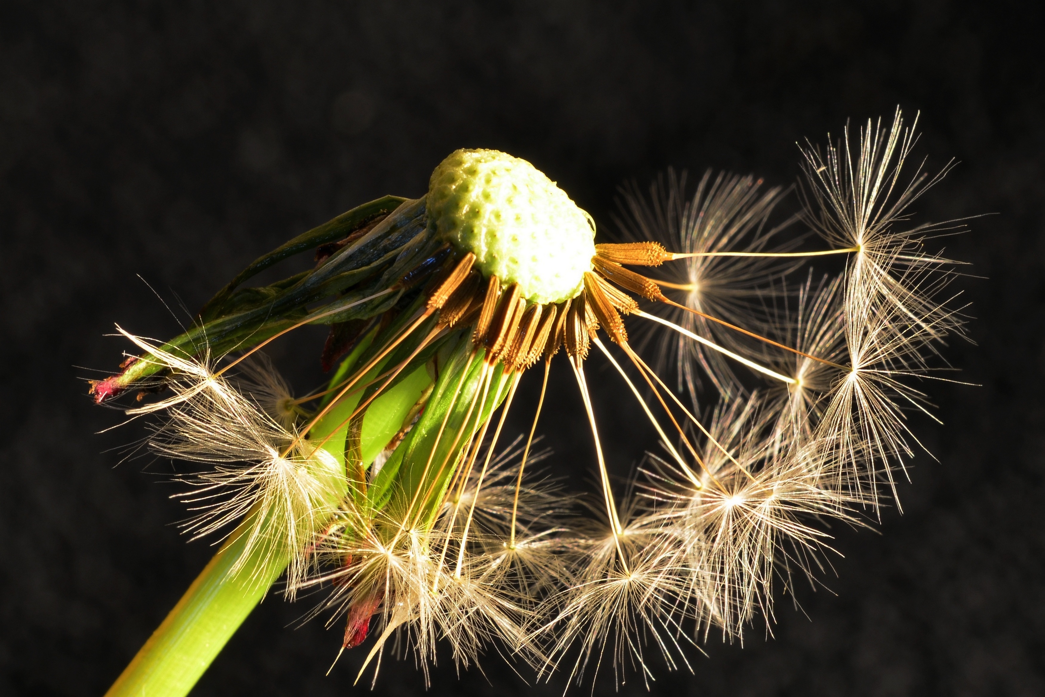 Dandelion Nature Close Up free image download