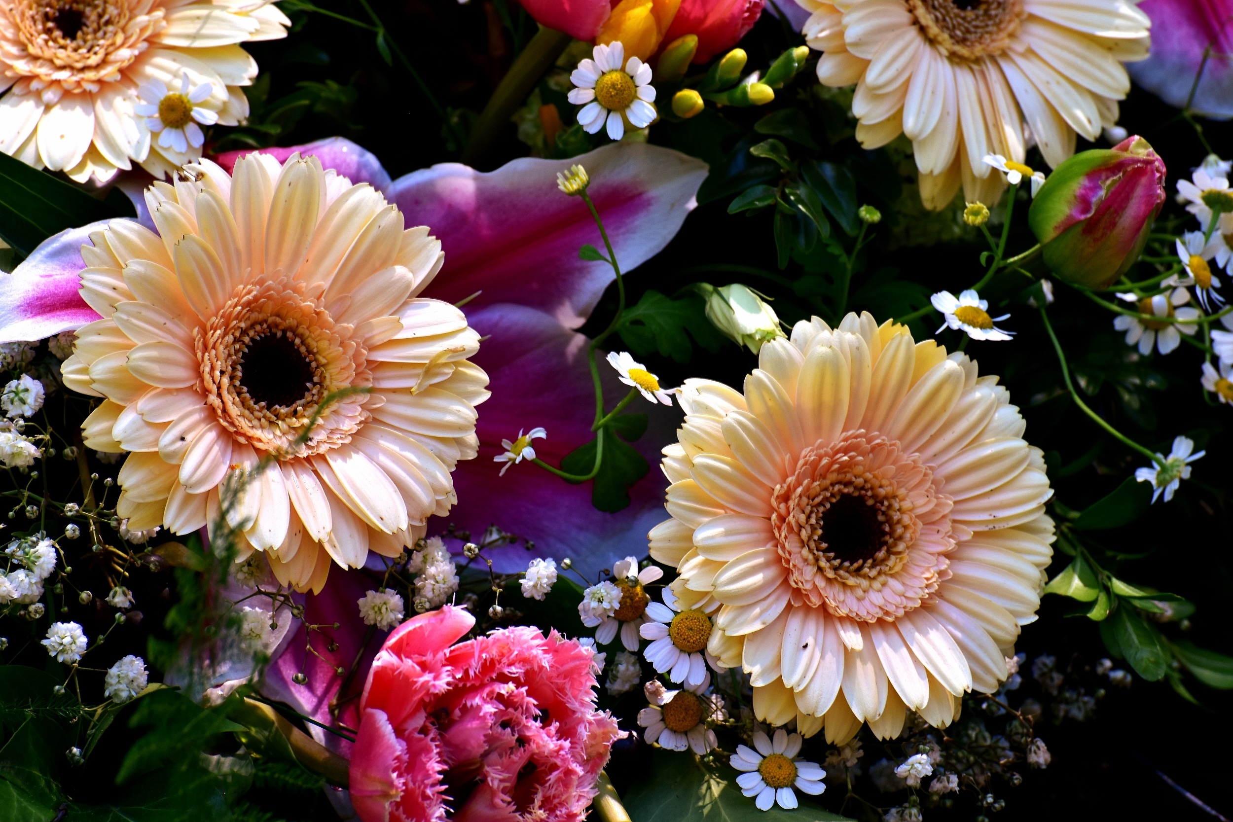 Flowers Spring Nature free image download